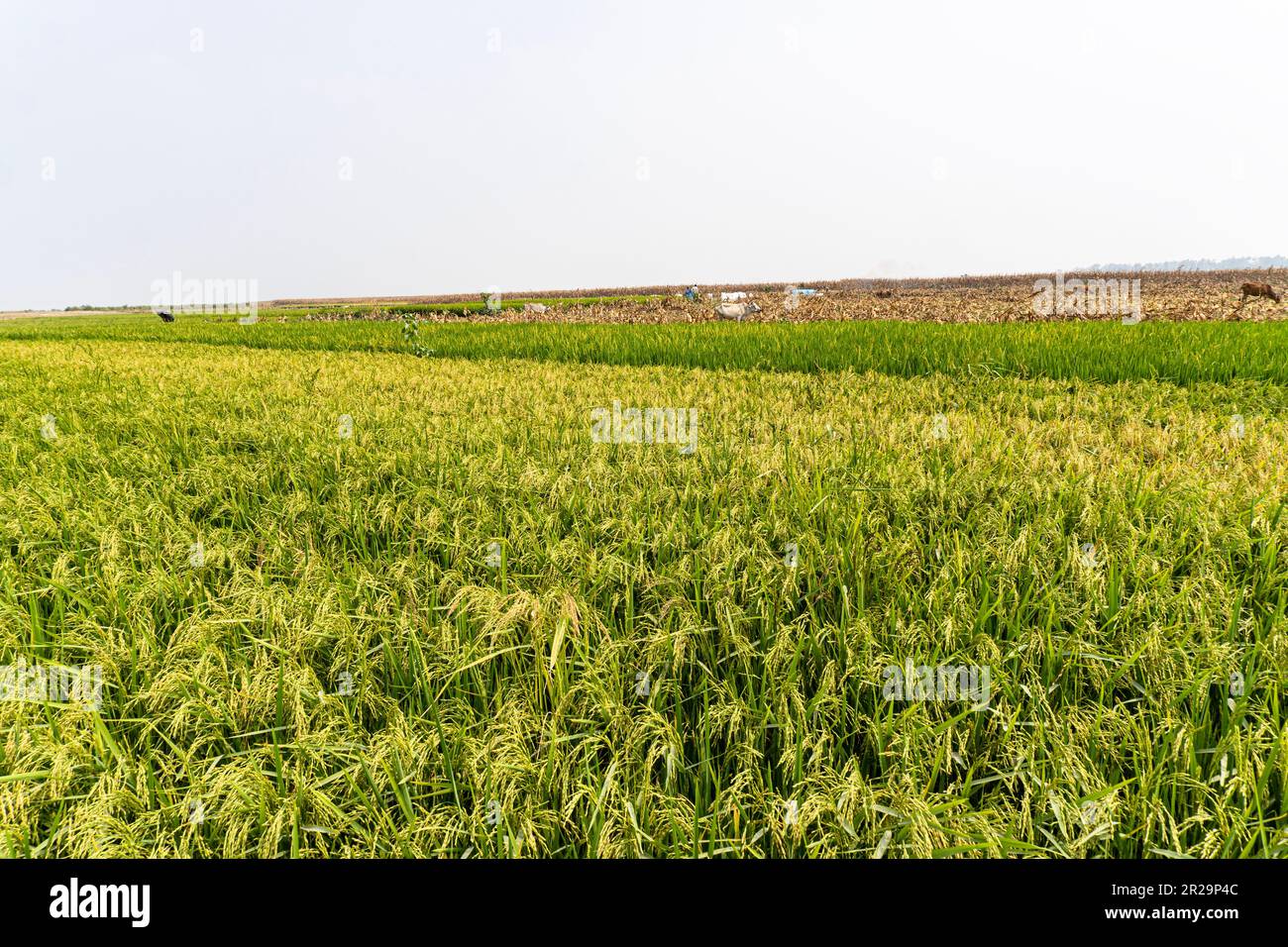 Ripe rice field and sky background at daytime with summer season Stock ...