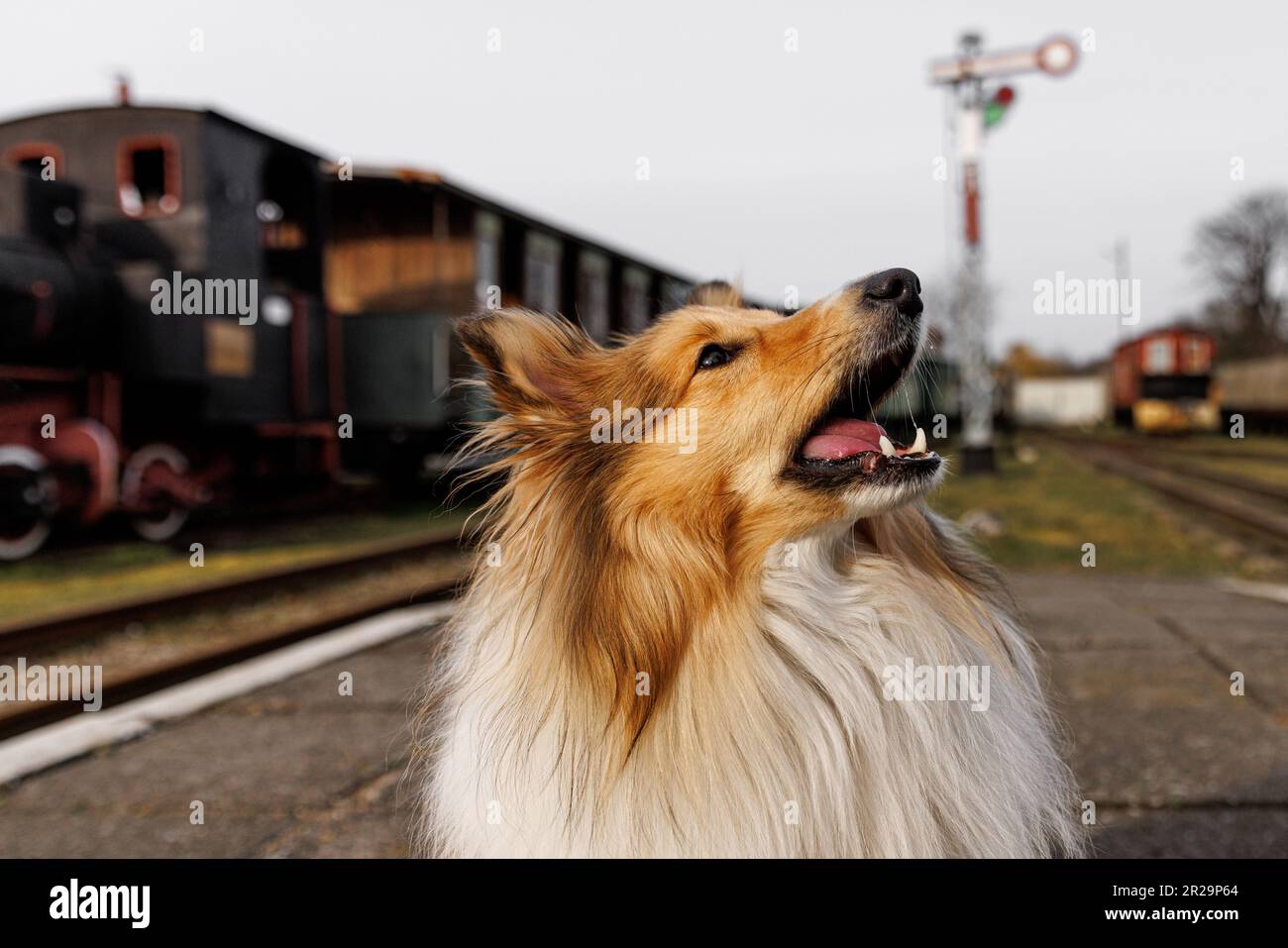 The dog on the railway station platform. Steam locomotive in the ...