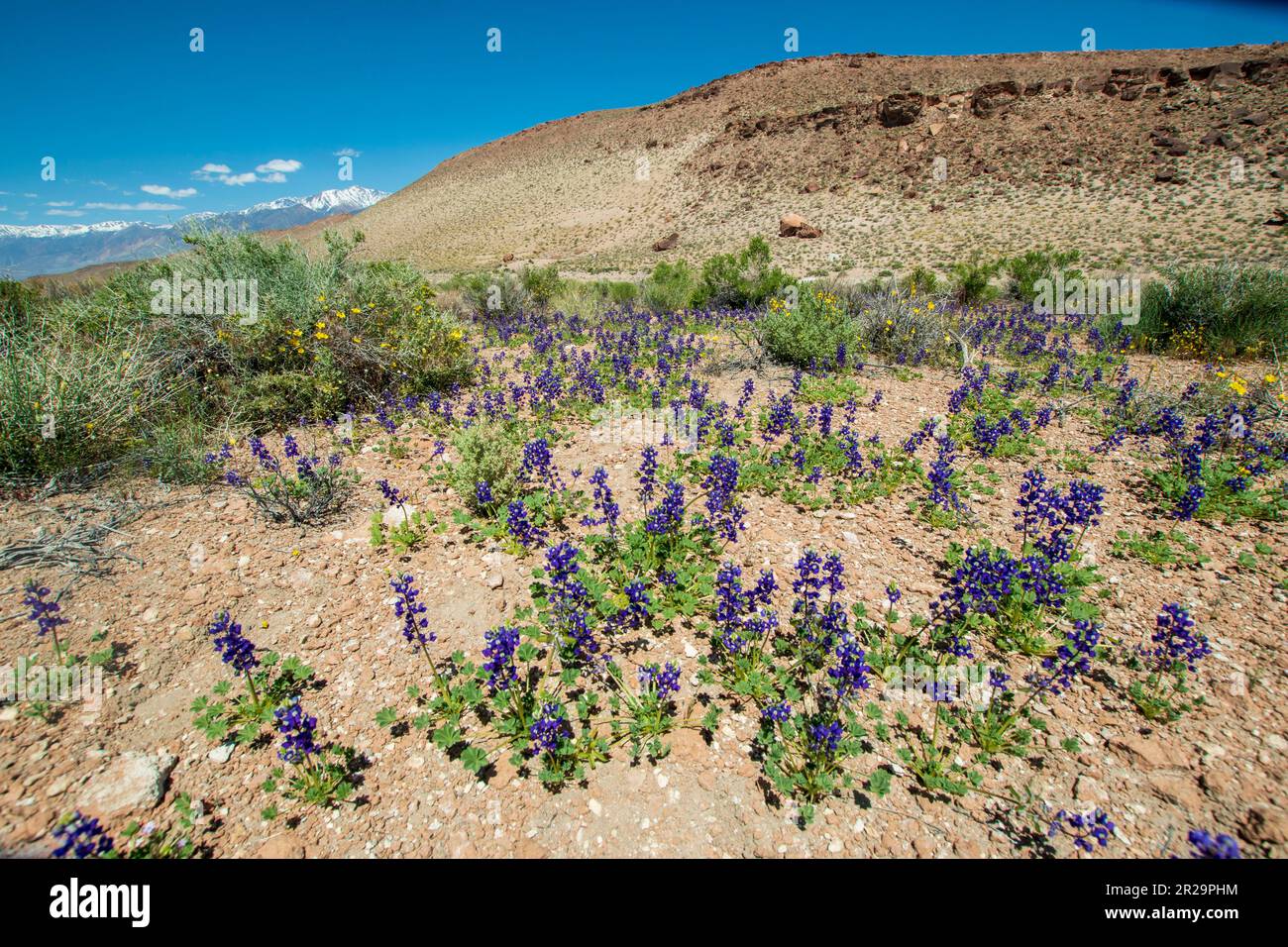 The Volcanic Tablelands, an area just north of Bishop, Inyo County, CA ...