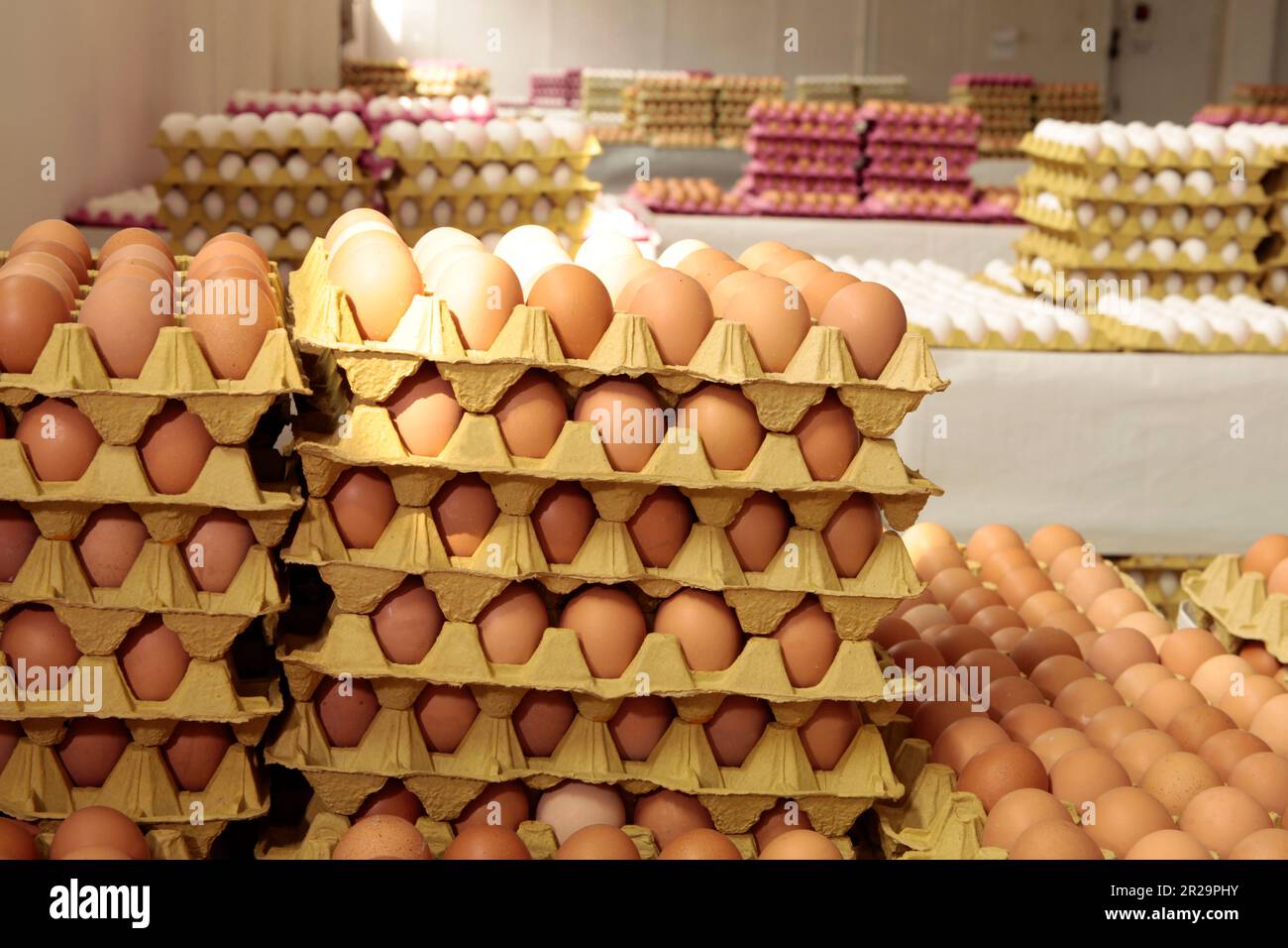 Fresh eggs in the egg factory. Egg factory industry Stock Photo - Alamy