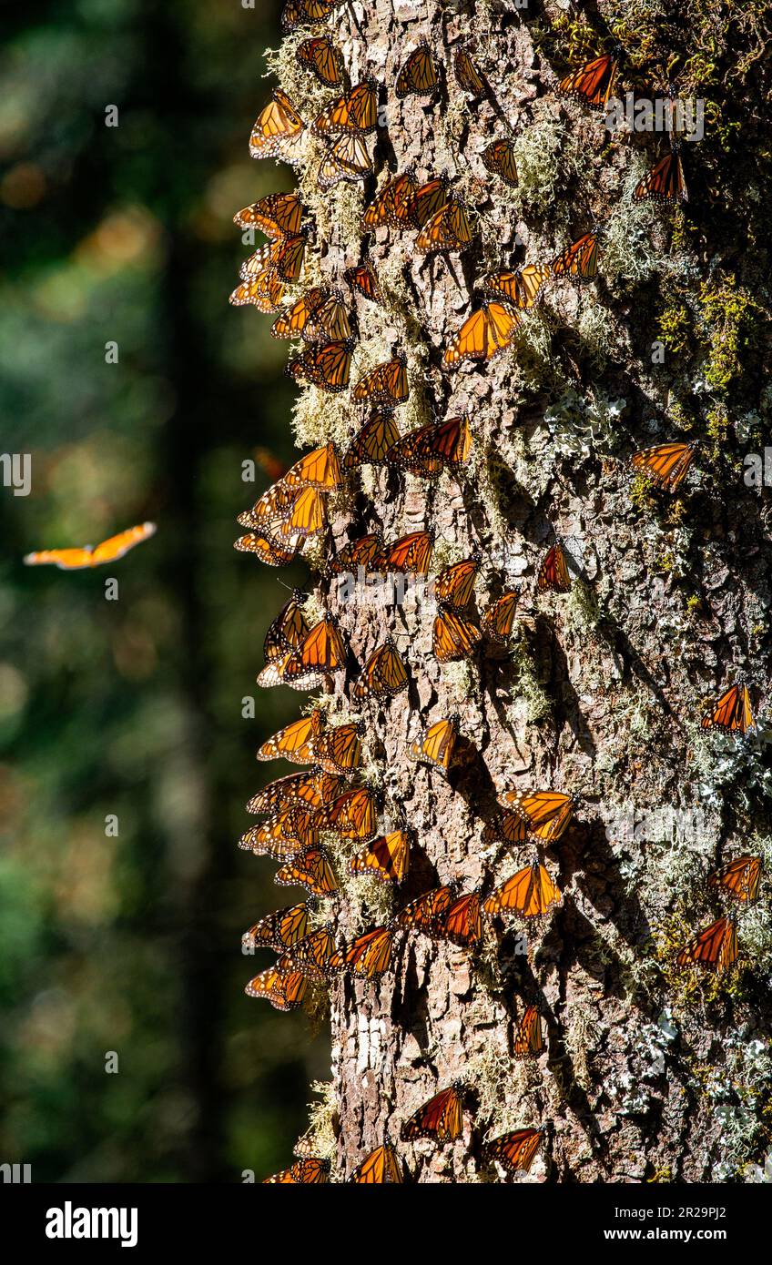 Colony of Monarch butterflies (Danaus plexippus) on a pine trunk in a ...