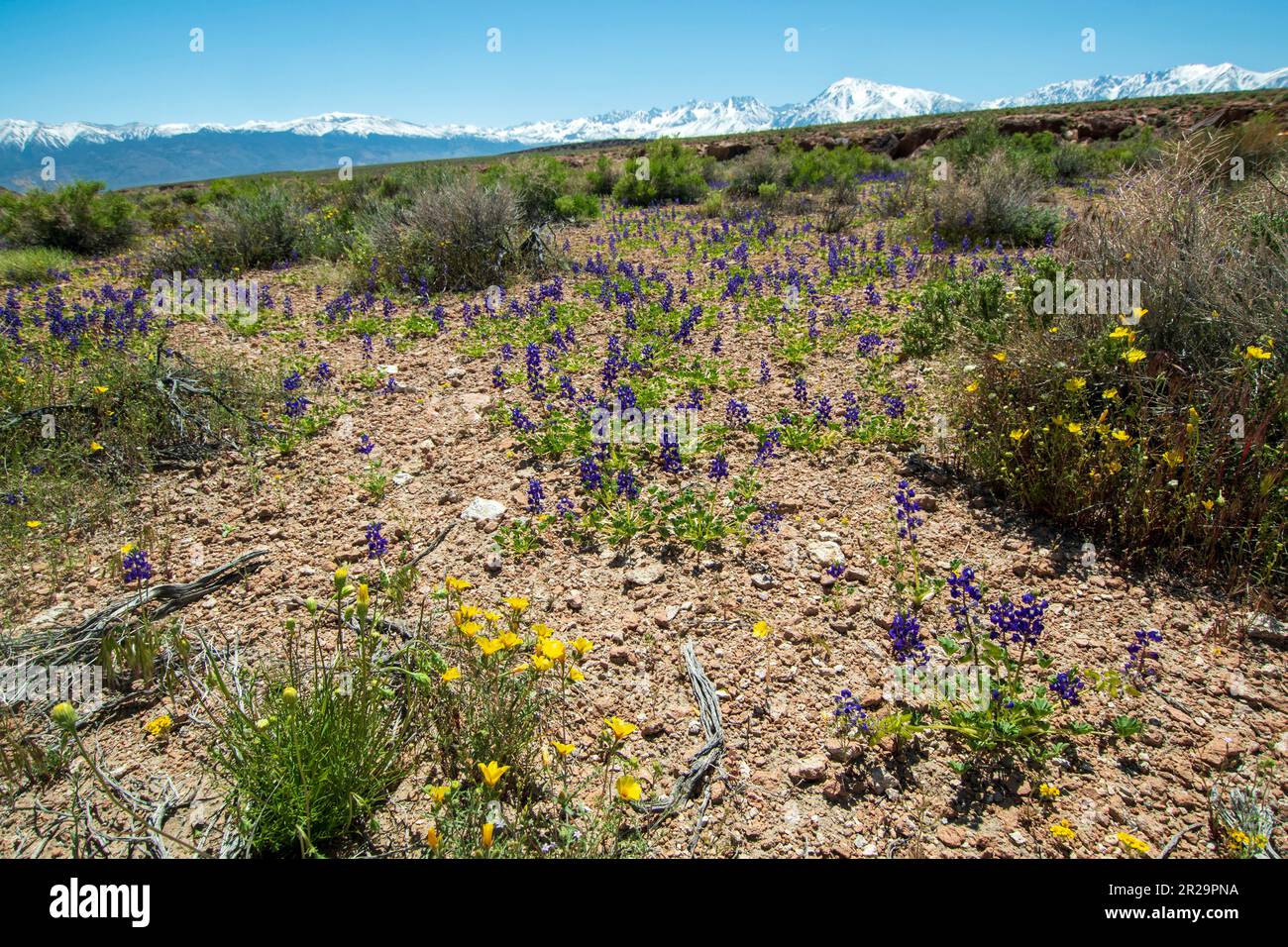 The Volcanic Tablelands, an area just north of Bishop, Inyo County, CA ...