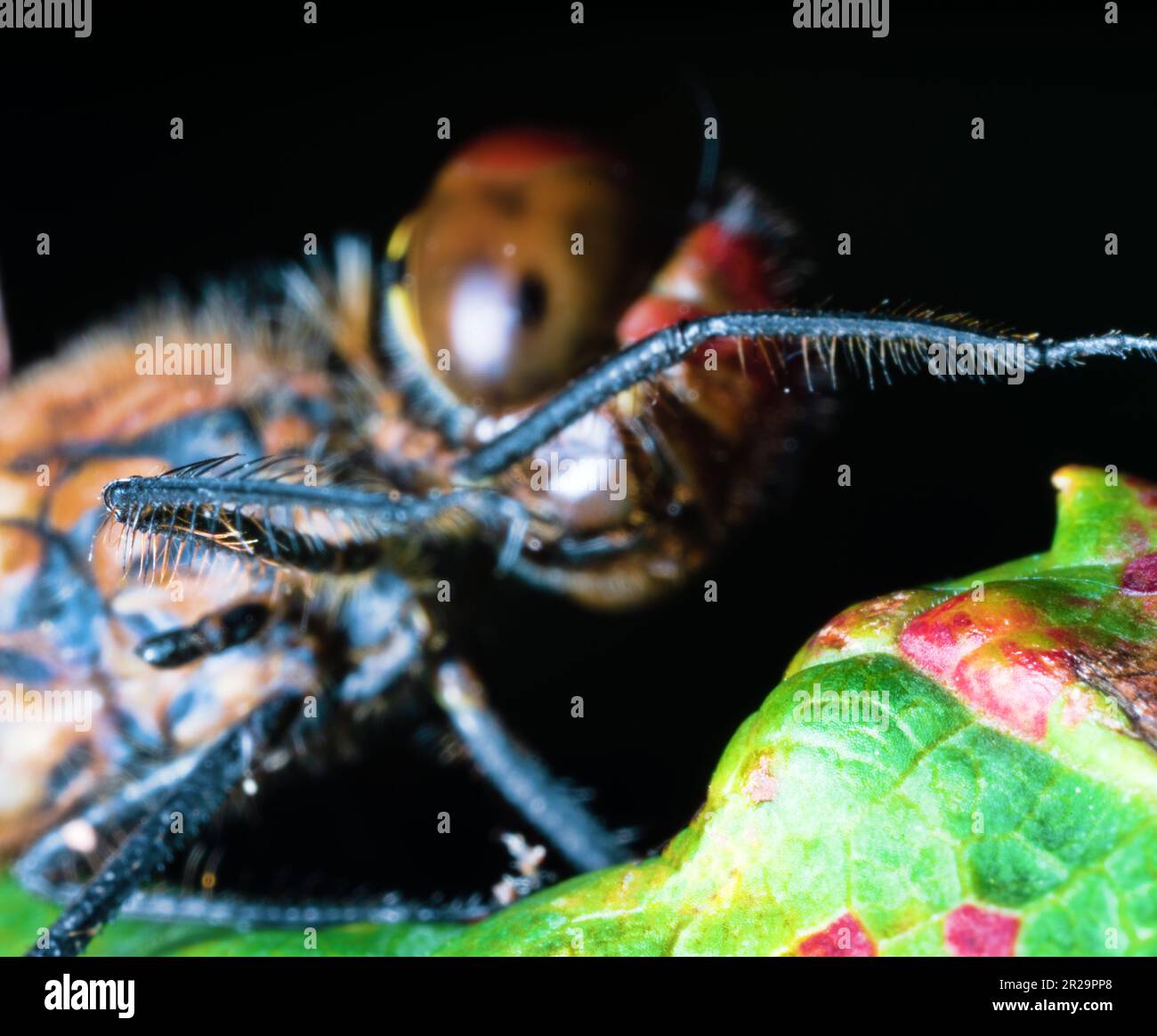 Spiked dragonfly legs, because grasping predator. Ultra macro Stock ...