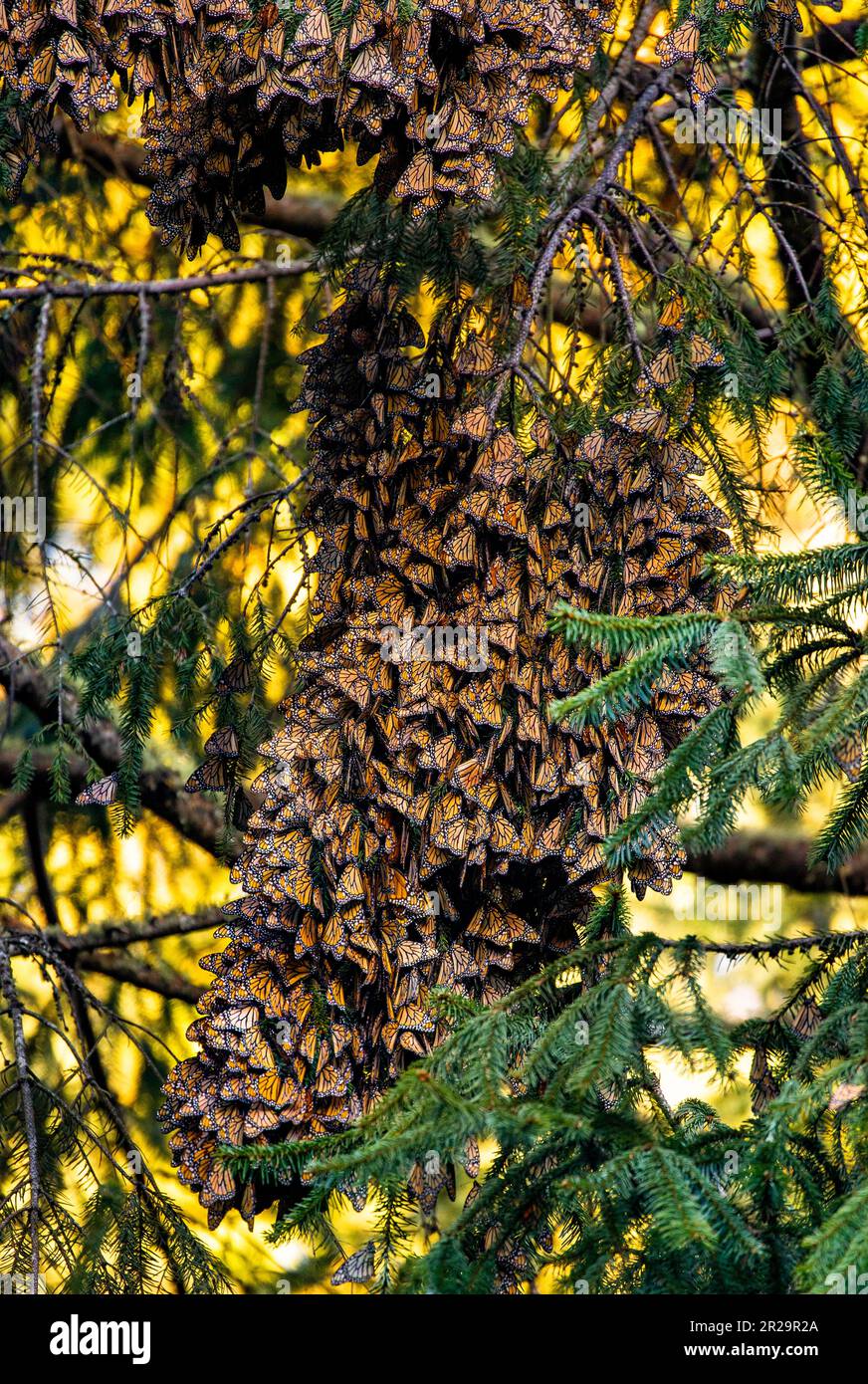 Big colony of Monarch butterflies (Danaus plexippus) close-up in the ...