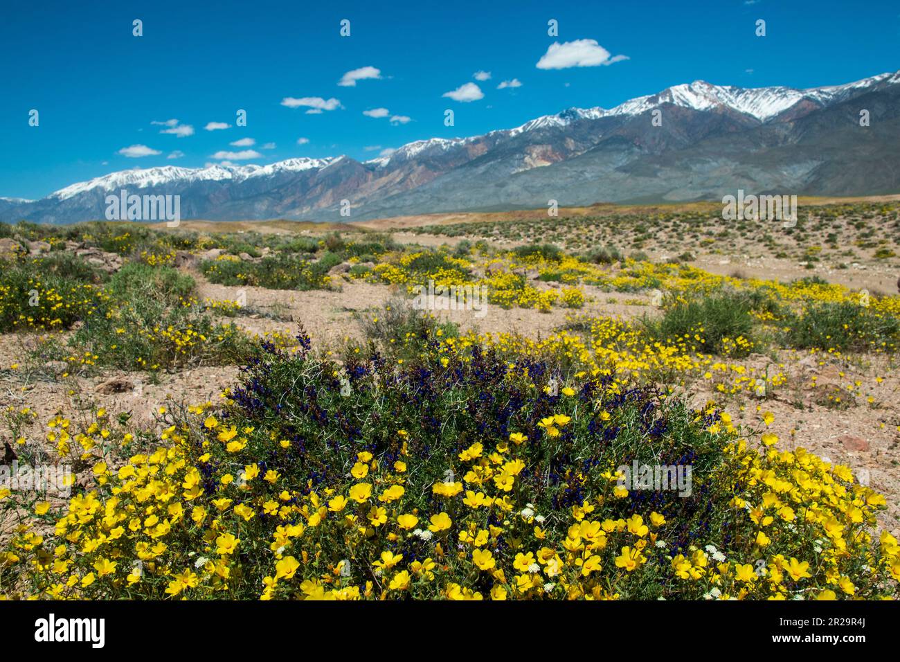 The Volcanic Tablelands, an area just north of Bishop, Inyo County, CA ...