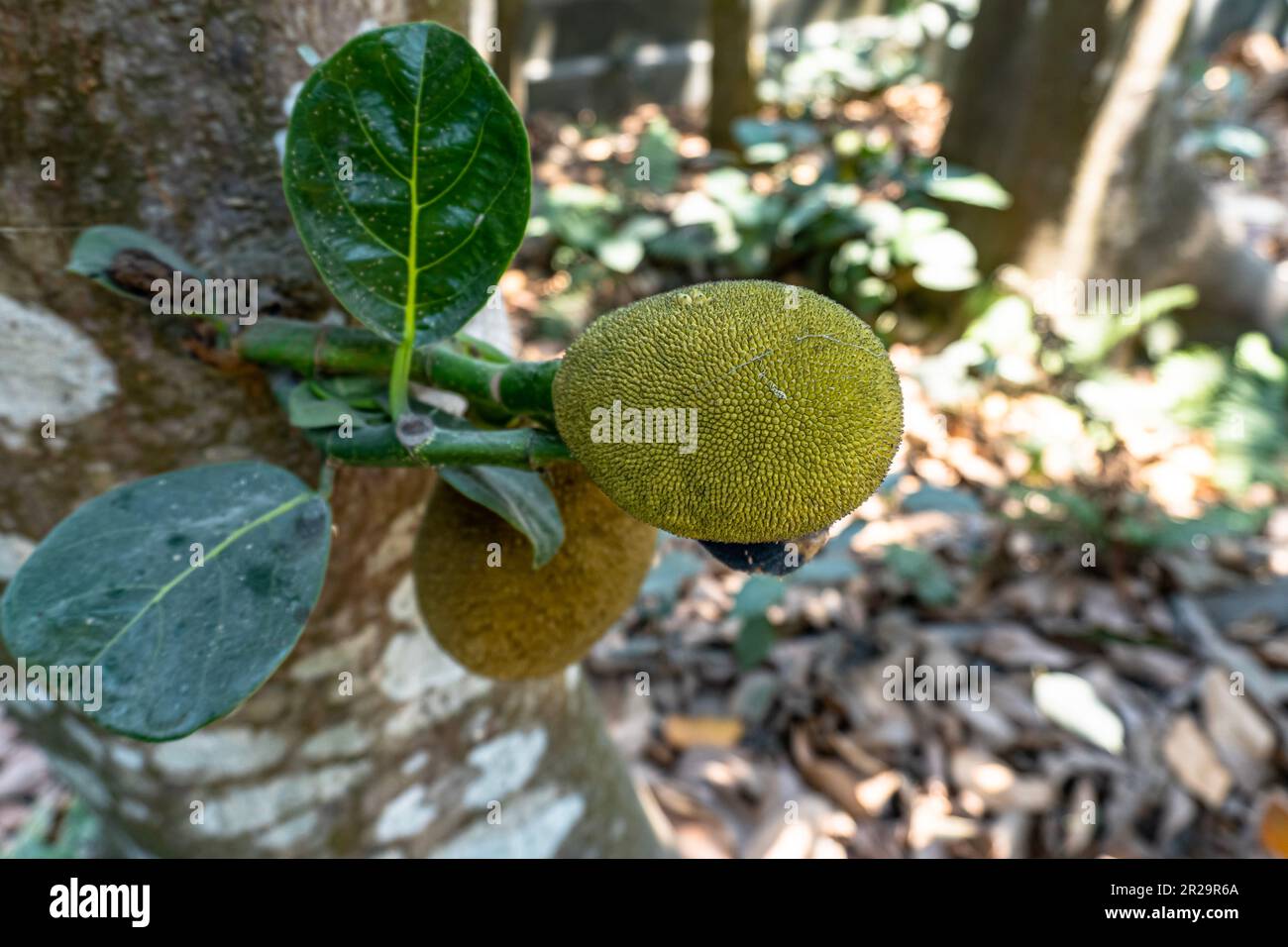 Jack tree is a place where jackfruits grow. Artocarpus heterophyllus ...