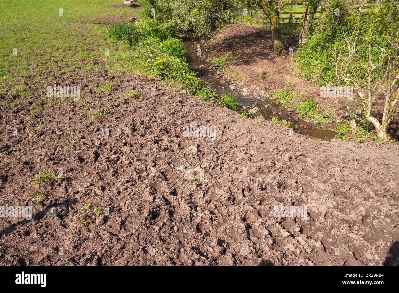 Poaching field cattle hi-res stock photography and images - Alamy