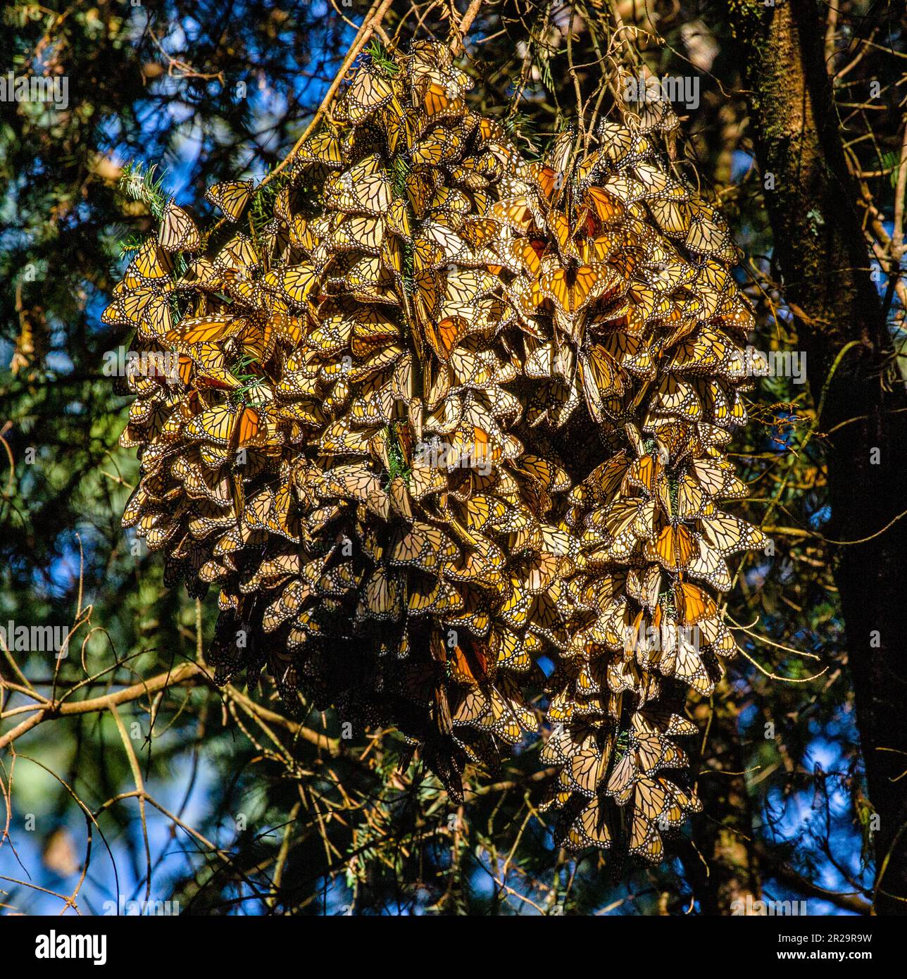 Big colony of Monarch butterflies (Danaus plexippus) close-up in the ...