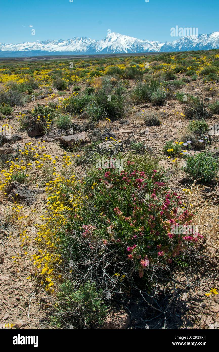 The Volcanic Tablelands, an area just north of Bishop, Inyo County, CA ...