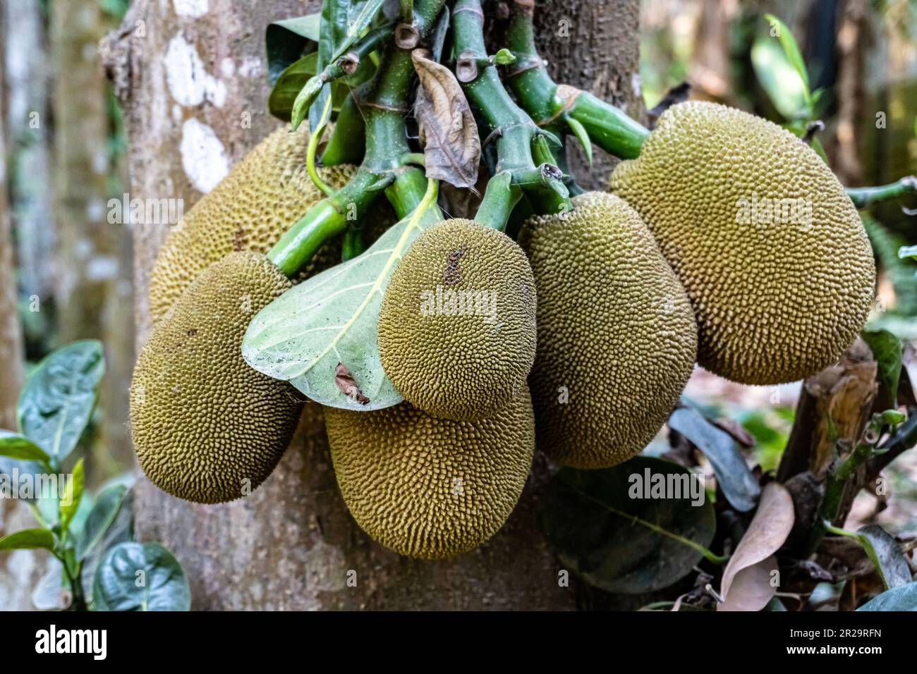Group of green Jackfruit hanging on brunch tree in the garden.This ...