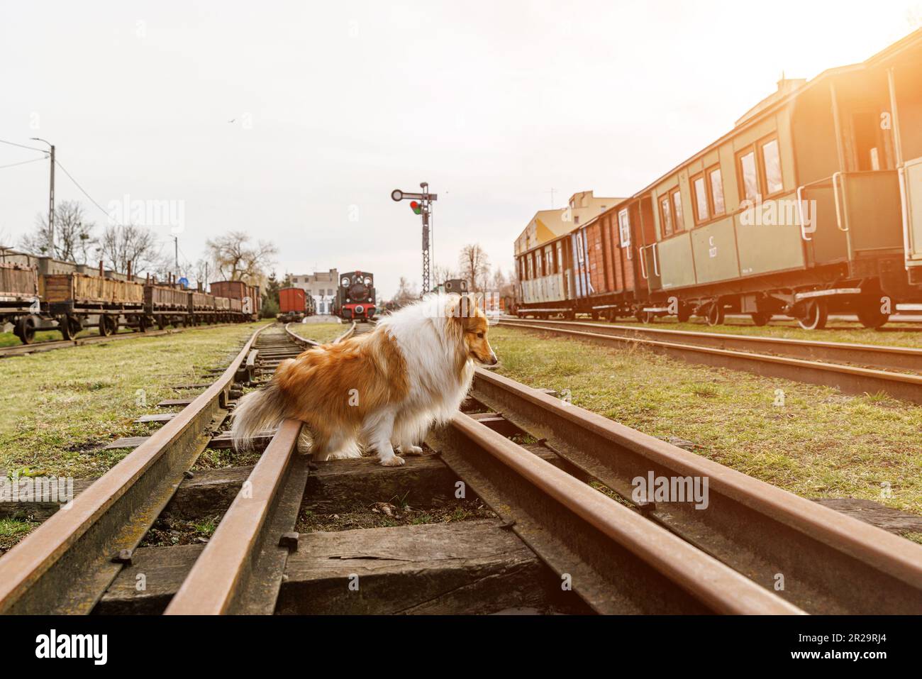 The dog walks along the rails and sleepers at the railway station Stock ...