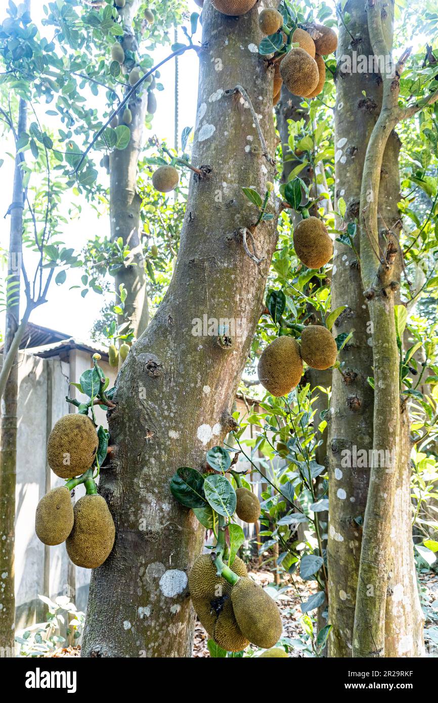 Asian summer fruits named Jackfruit scientific name Artocarpus ...