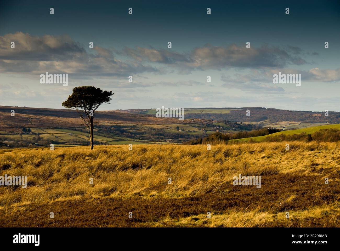 A Lone Pine Tree at Fylingdales Moor Stock Photo - Alamy