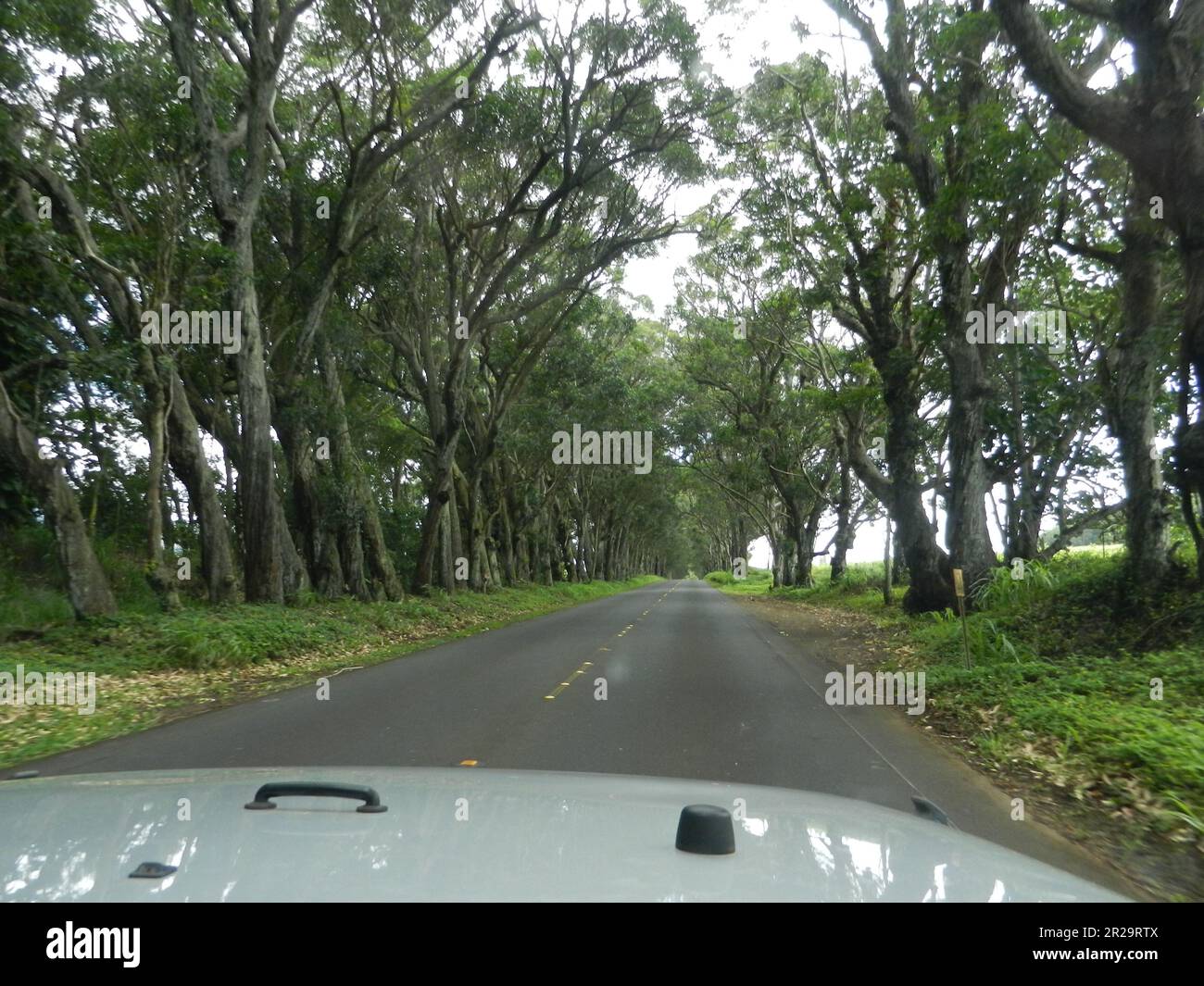 A long straight road with eucalyptus trees on both sides of the road as ...