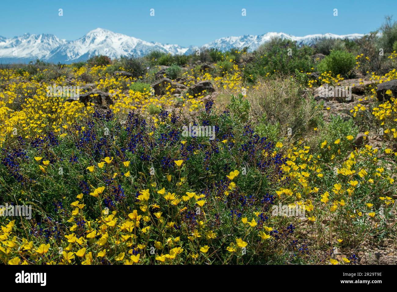 The Volcanic Tablelands, an area just north of Bishop, Inyo County, CA ...