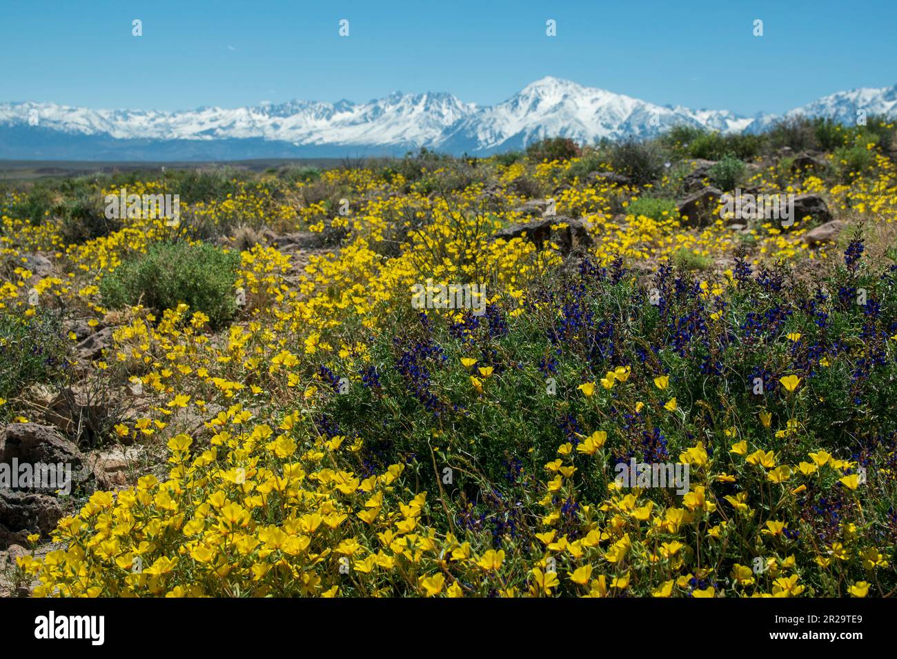 The Volcanic Tablelands, an area just north of Bishop, Inyo County, CA ...