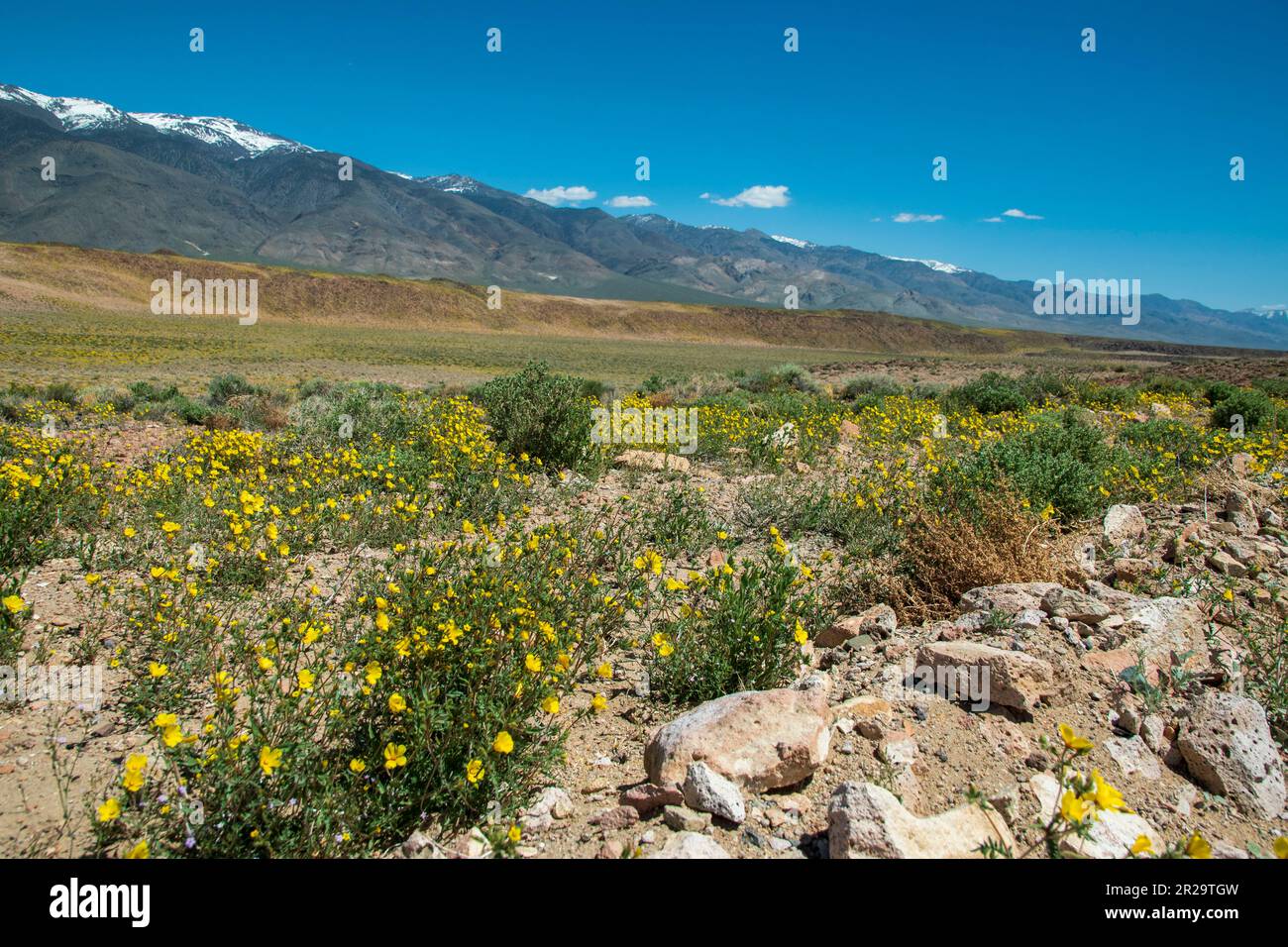 The Volcanic Tablelands, an area just north of Bishop, Inyo County, CA ...