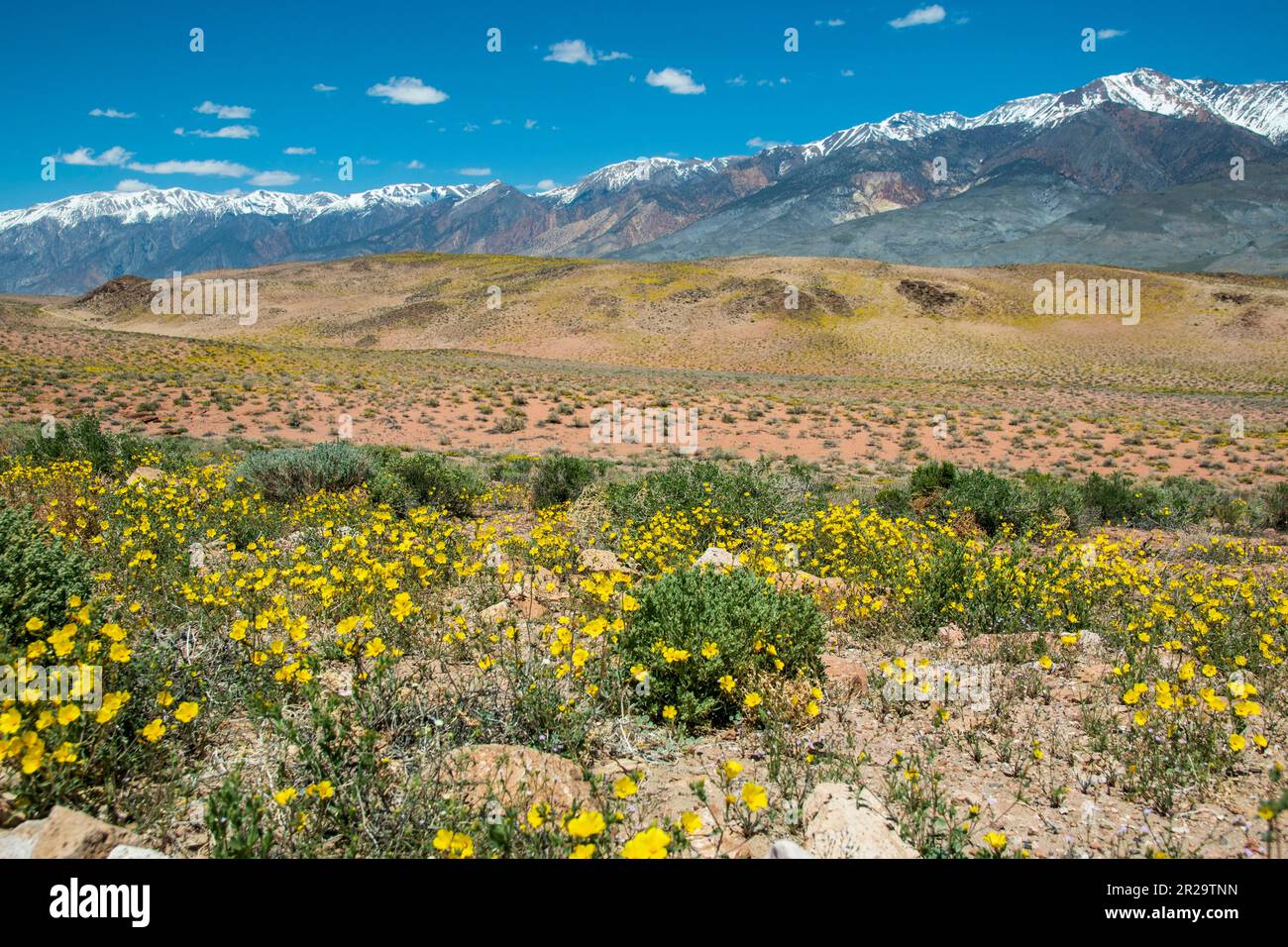 The Volcanic Tablelands, an area just north of Bishop, Inyo County, CA ...