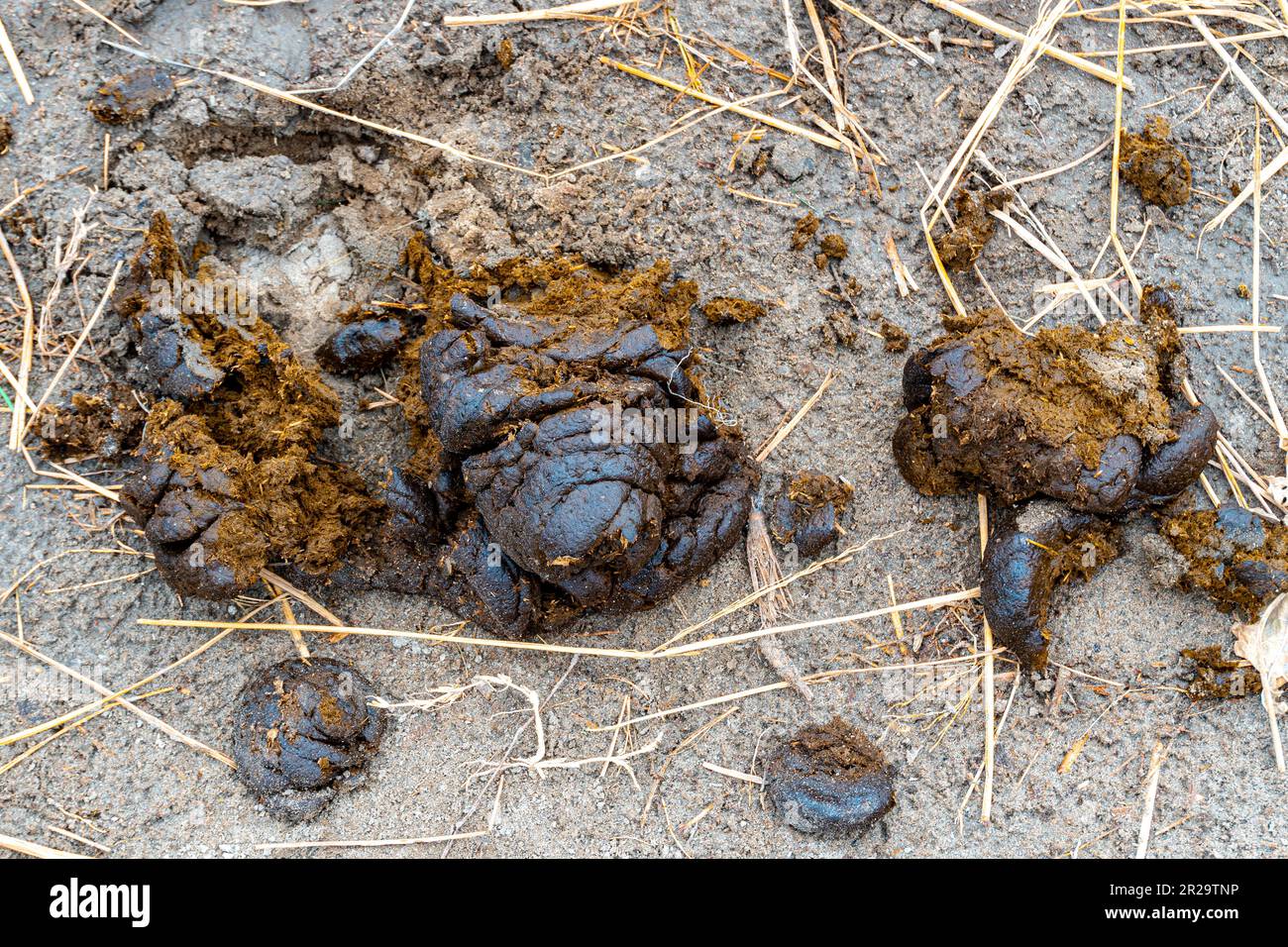 Cow droppings in the fall in the village on the field. Natural cow dung ...