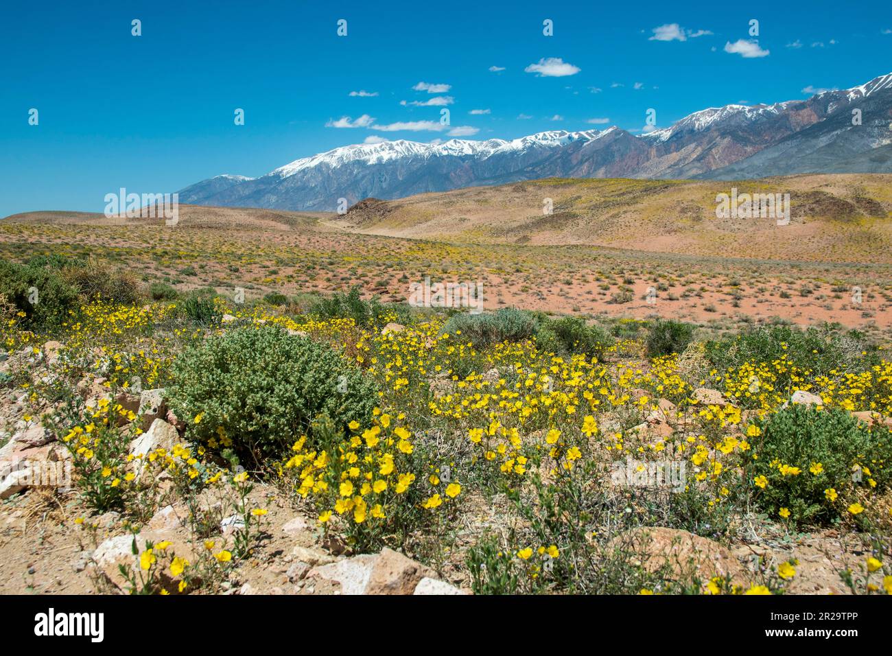 The Volcanic Tablelands, an area just north of Bishop, Inyo County, CA ...