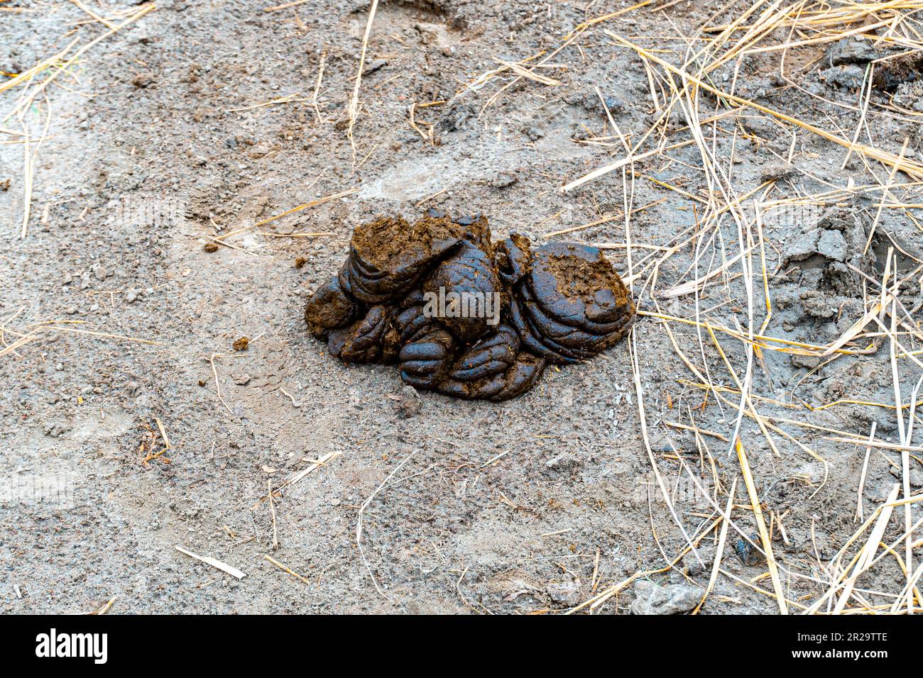 A pile of black Cow feces on the ground. cow feces isolated Stock Photo ...