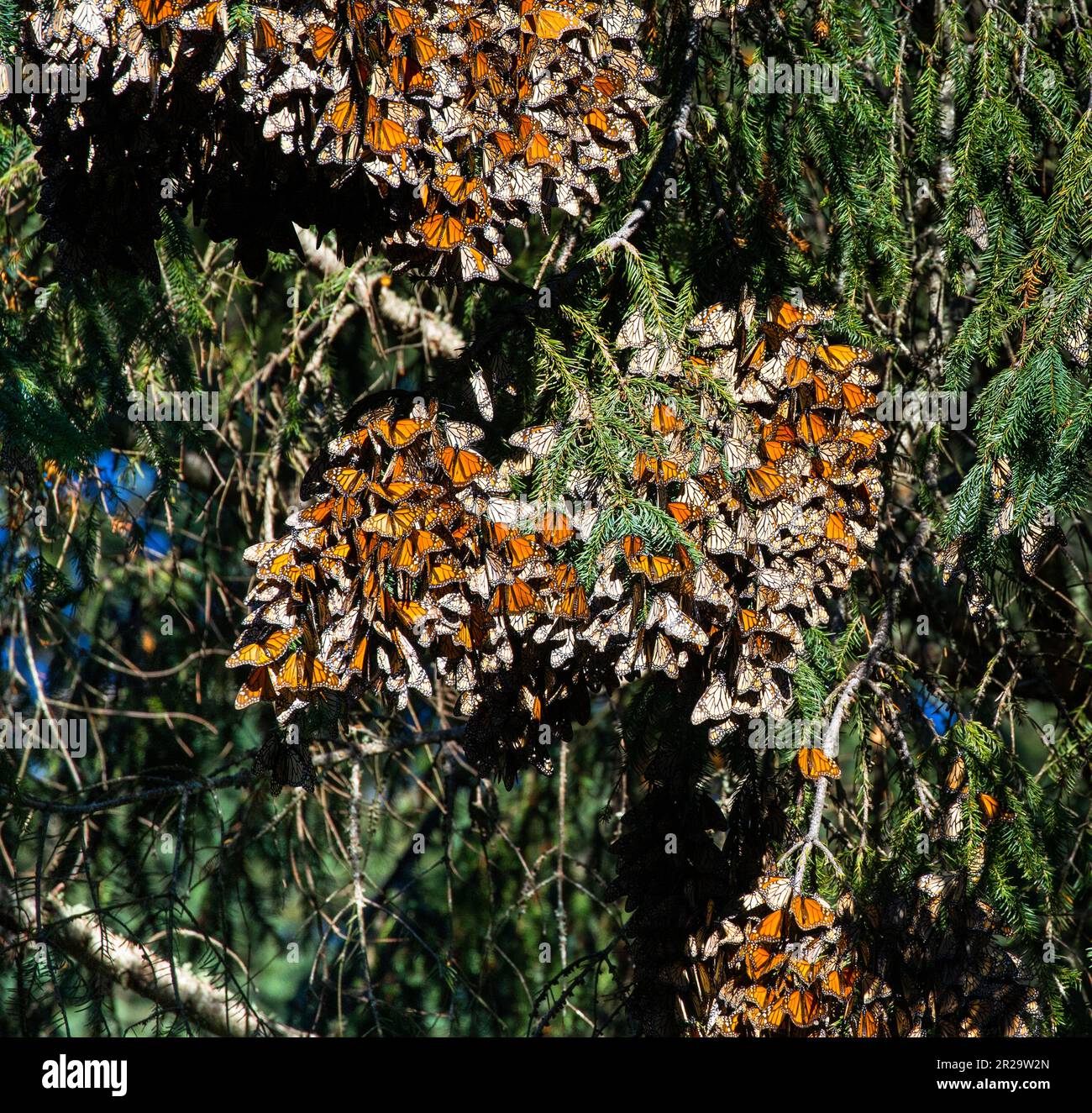 Monarch butterflies (Danaus plexippus) are sitting on branches in the ...