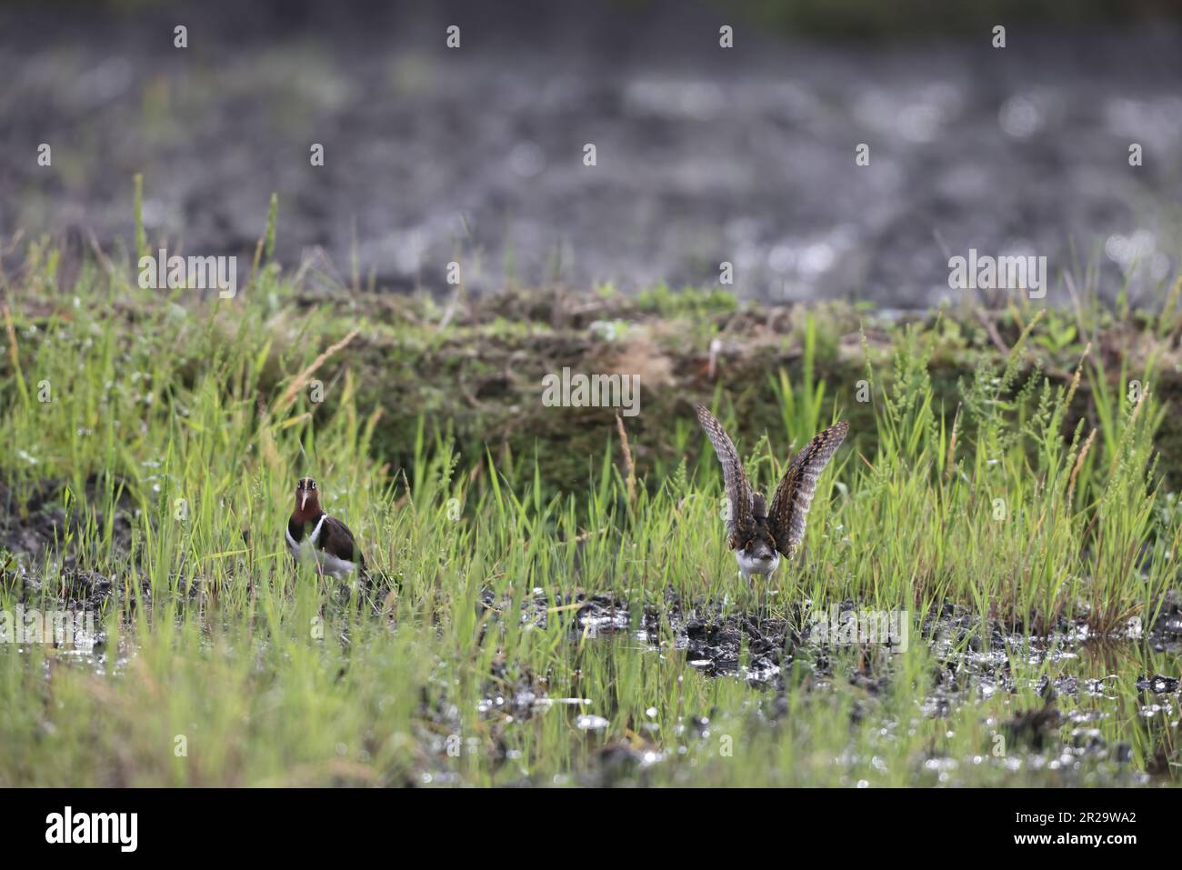 Greater painted-snipe (Rostratula benghalensis) in Japan Stock Photo ...