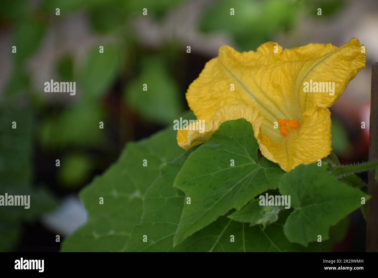 Butternut Pumpkin Flower Stock Photo - Alamy