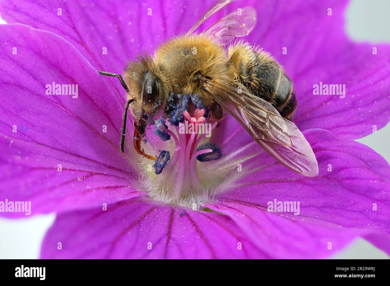 Bee nest beetle hi-res stock photography and images - Alamy