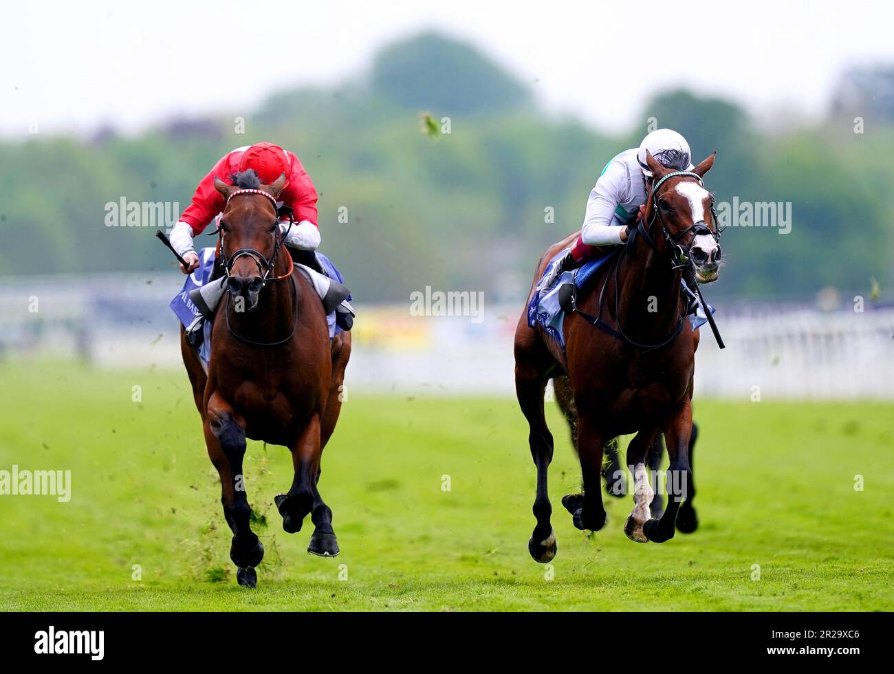 Al basti equiworld dubai middleton fillies hi-res stock photography and ...