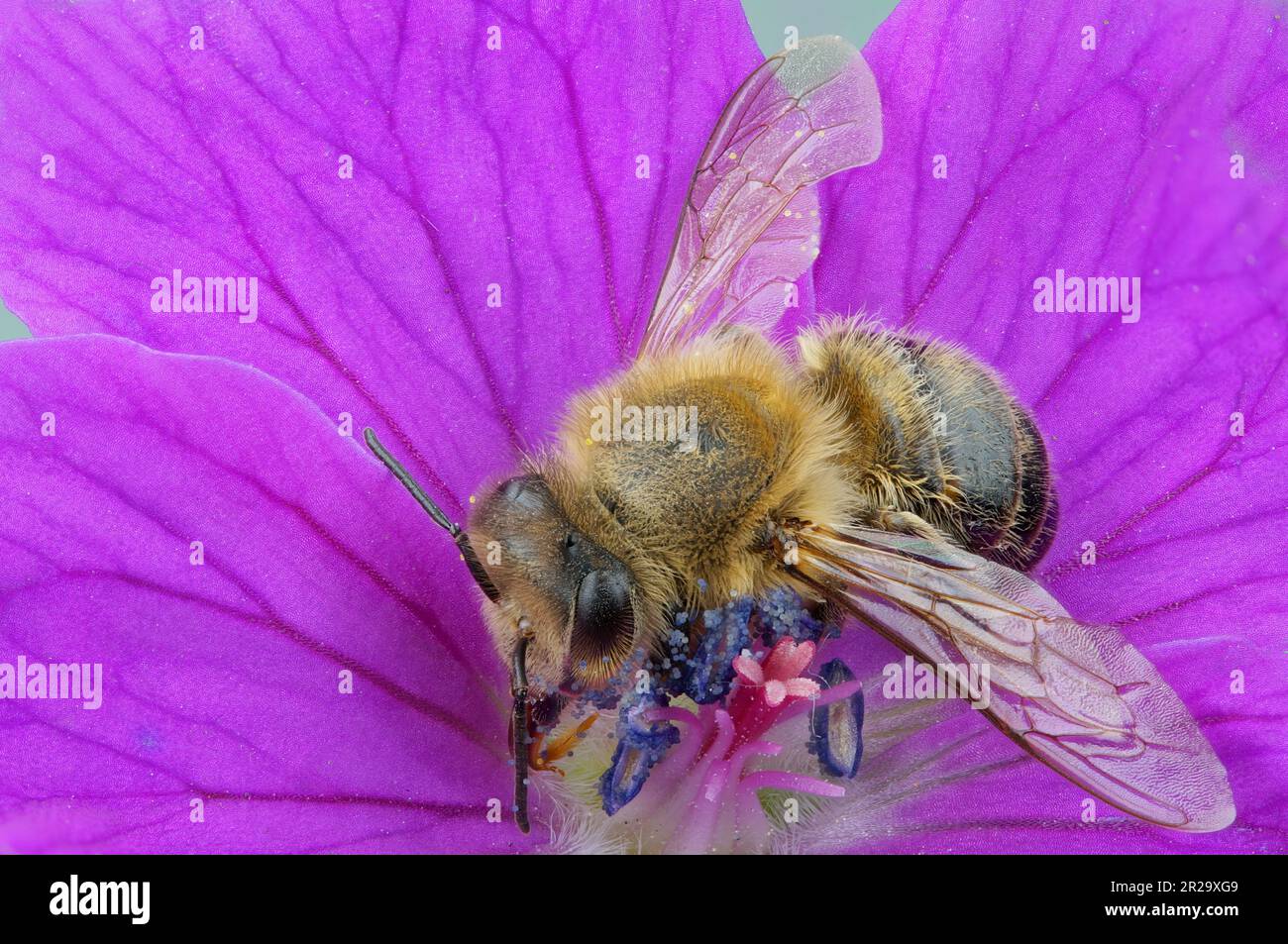 Bee cat hi-res stock photography and images - Alamy