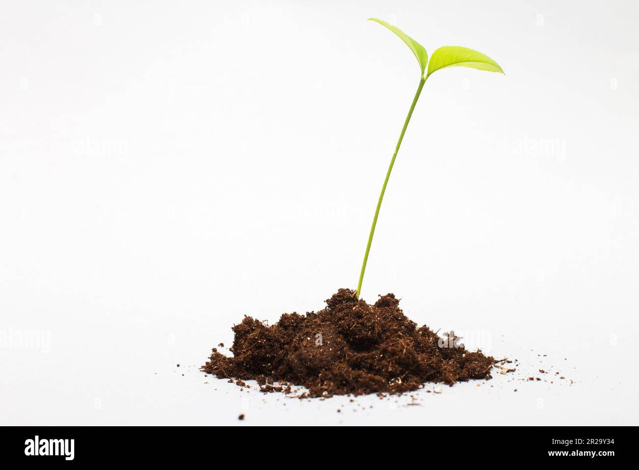 Small sprout seedling in a pile of soil isolated on a gray paper ...