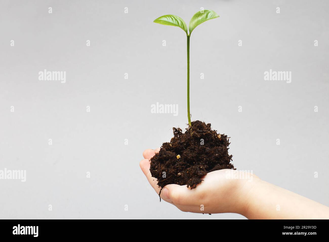 Small green plant sprout seedling growing from soil and a kids hands ...