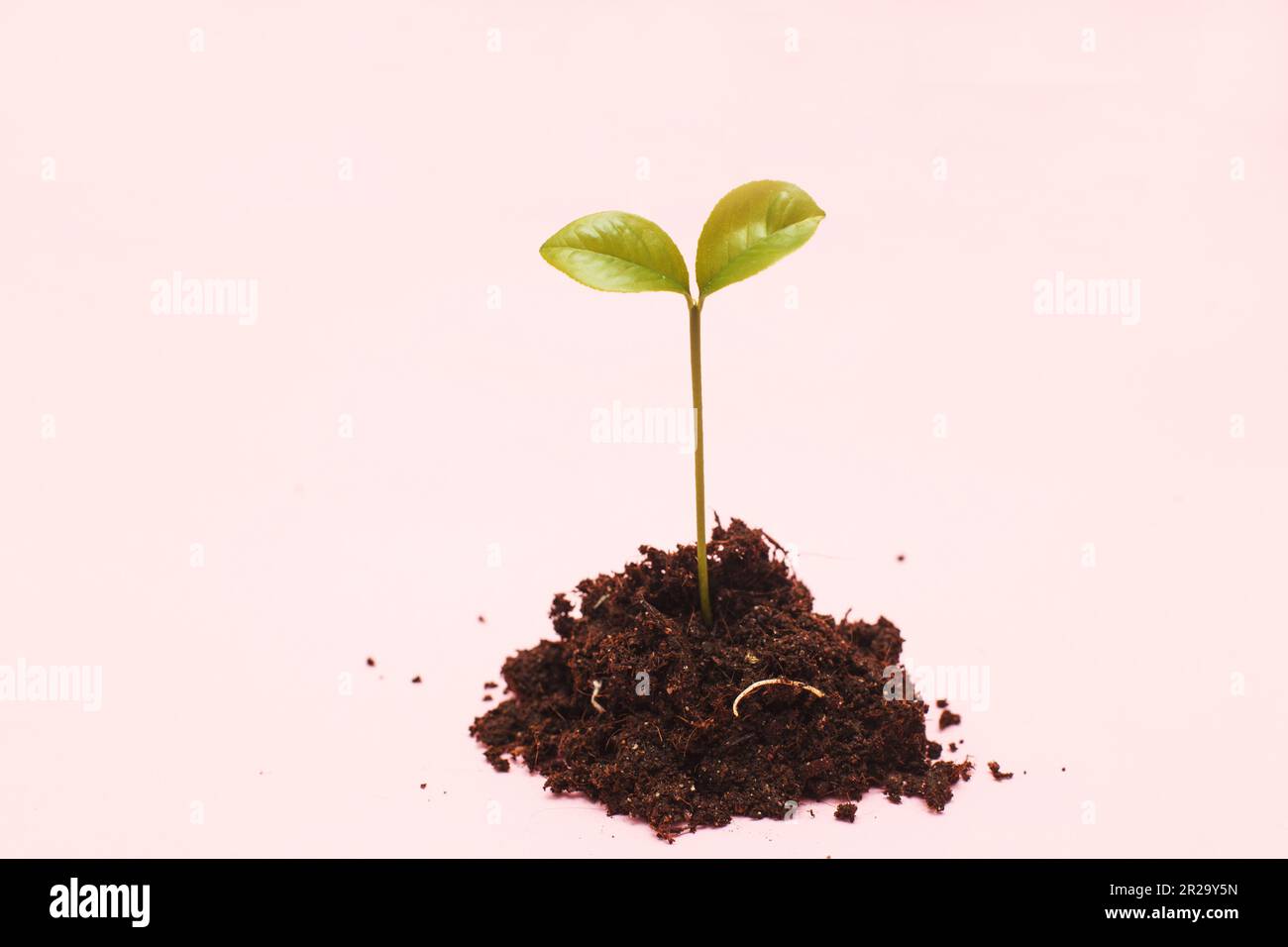 Small sprout seedling in a pile of soil isolated on a pink paper ...