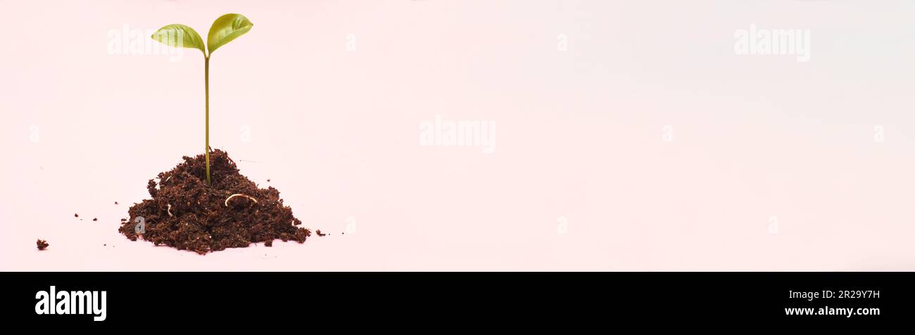 Small sprout seedling in a pile of soil isolated on a pink paper ...