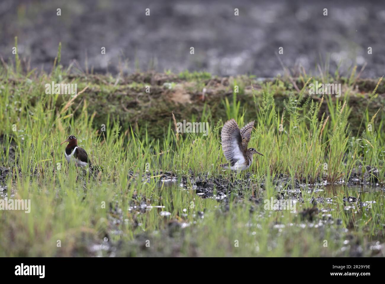 Greater painted-snipe (Rostratula benghalensis) in Japan Stock Photo ...