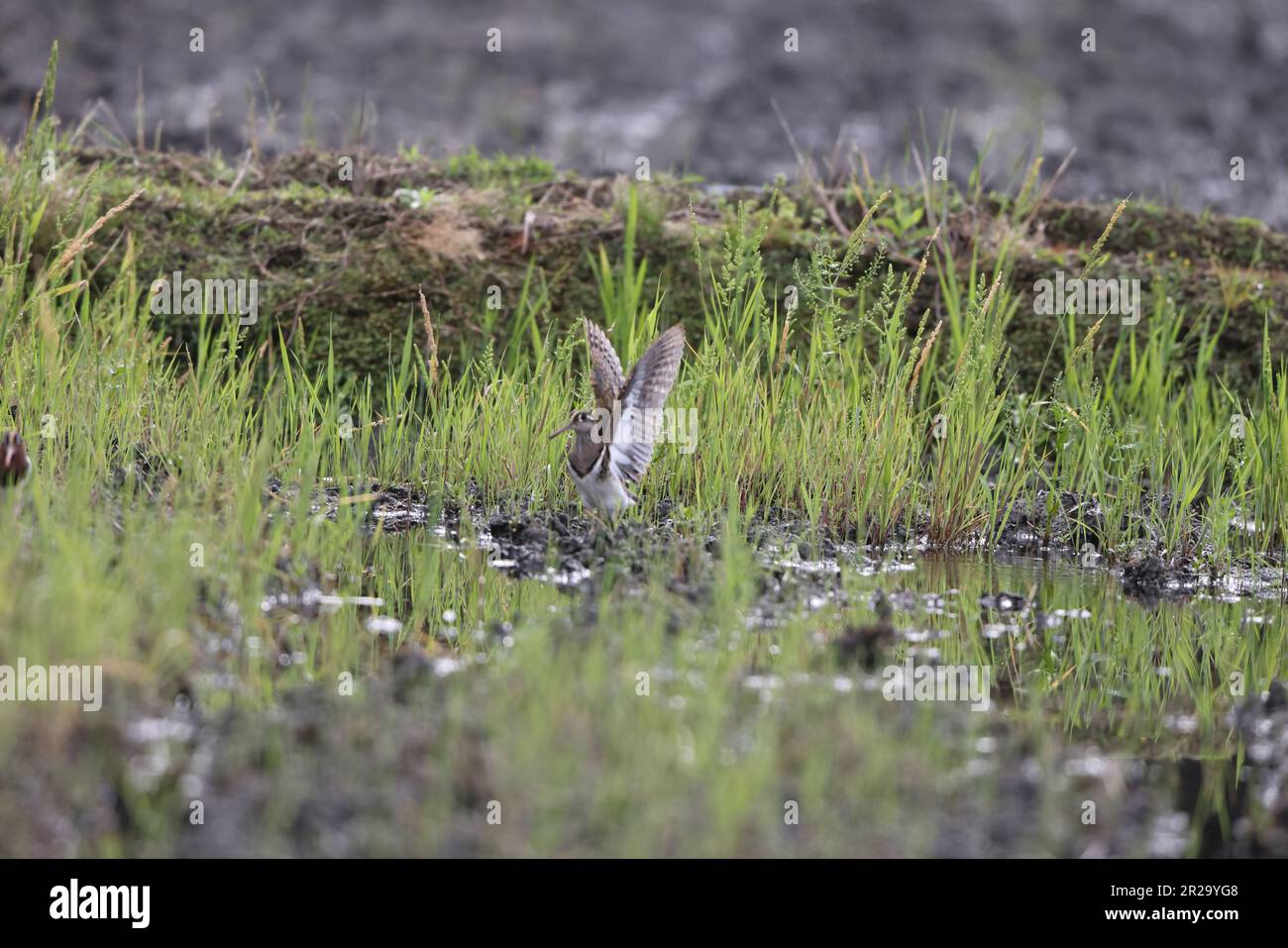 Greater painted-snipe (Rostratula benghalensis) in Japan Stock Photo ...
