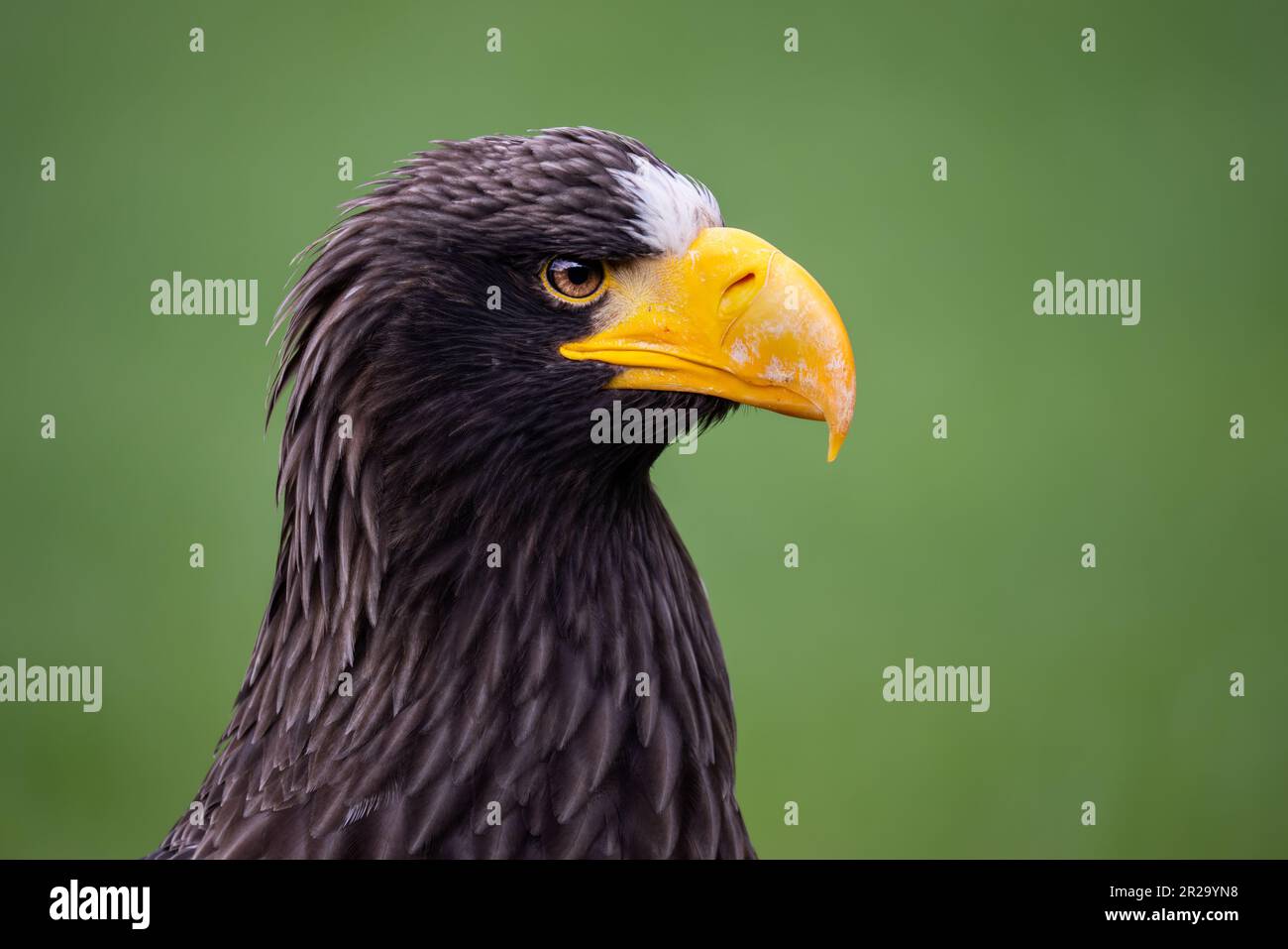 Steller's Sea Eagle - Haliaeetus pelagicus, beautiful iconic large ...