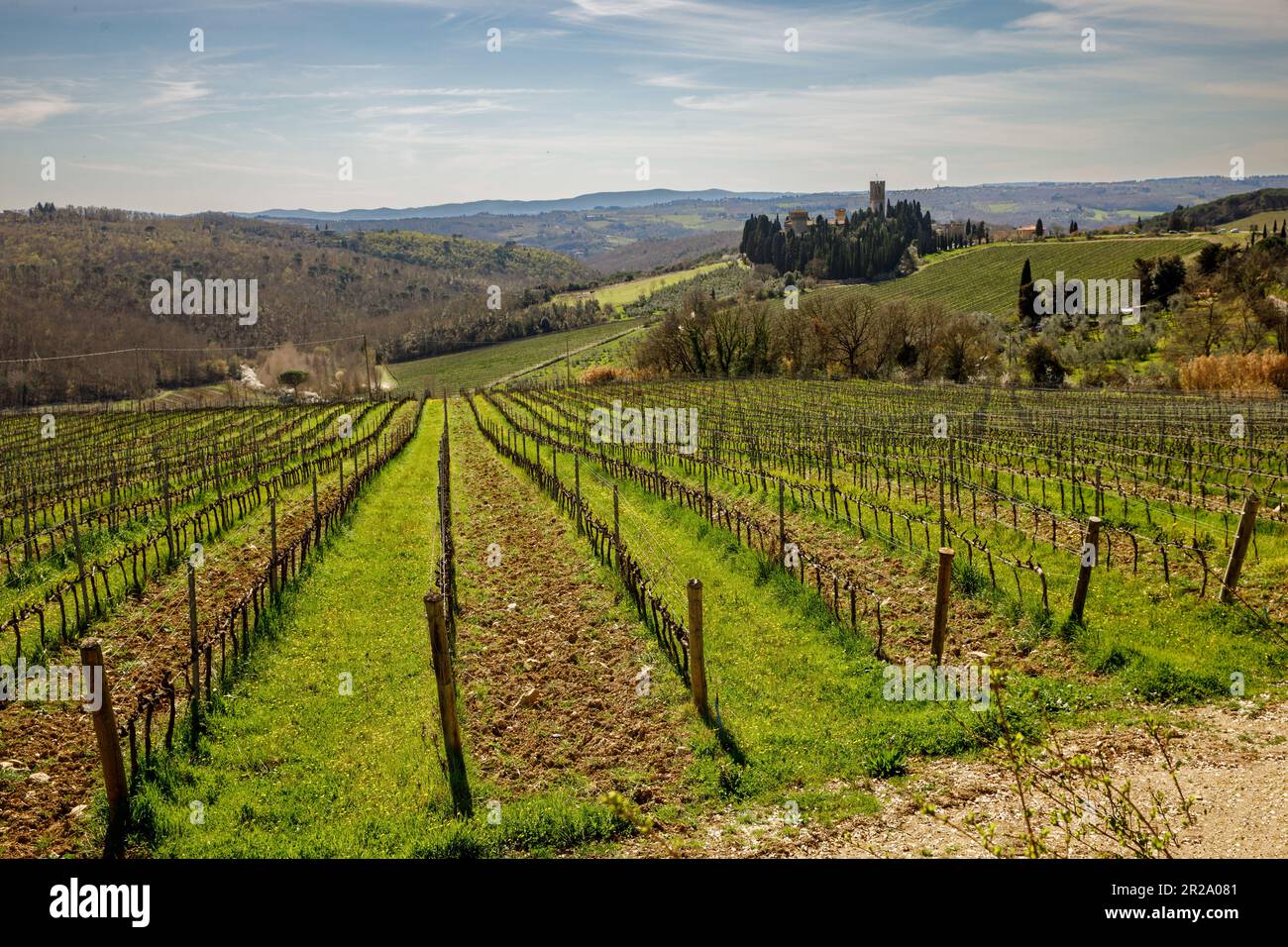 Beautiful rows young green vineyards hi-res stock photography and ...