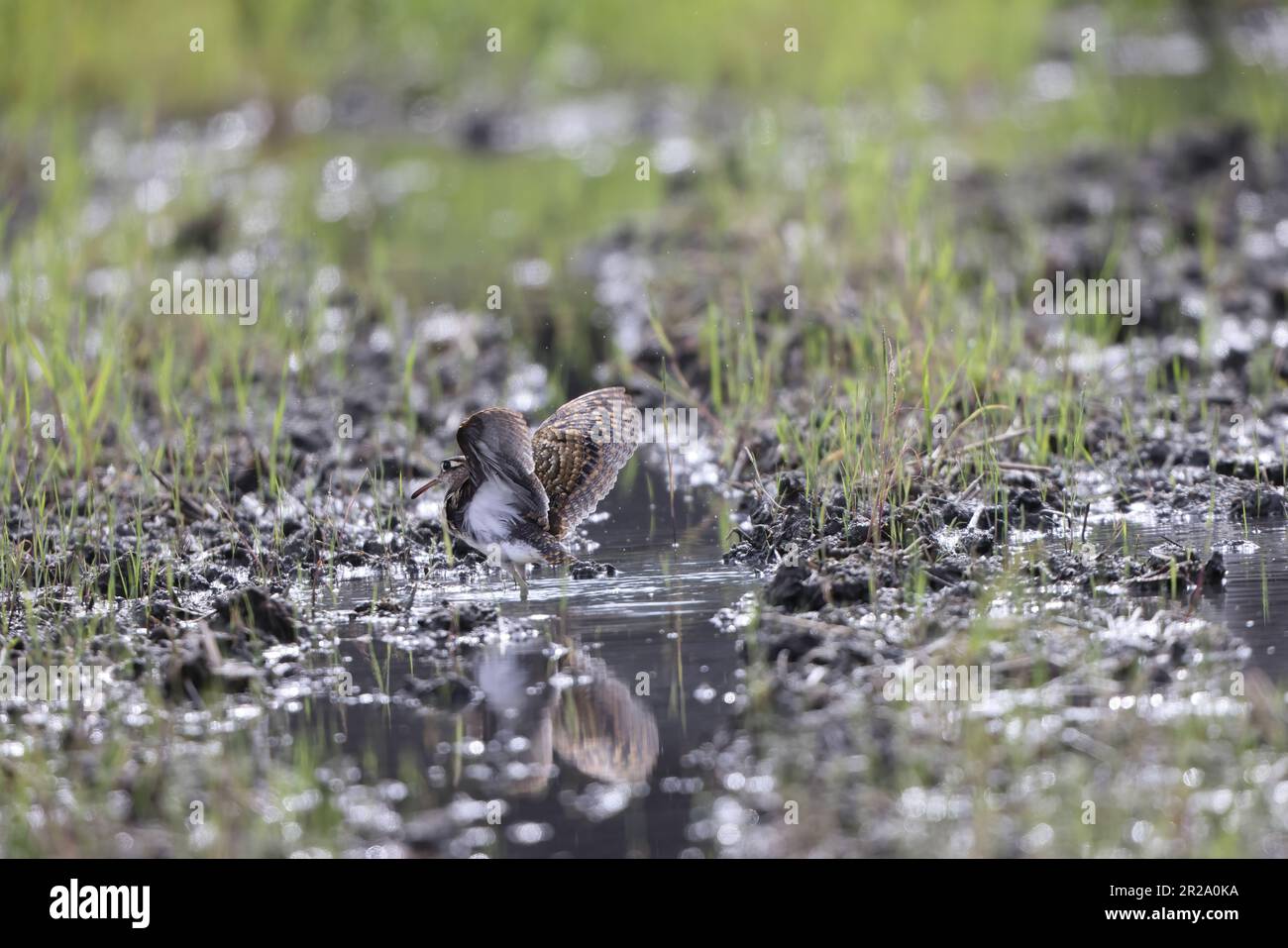Greater painted-snipe (Rostratula benghalensis) in Japan Stock Photo ...