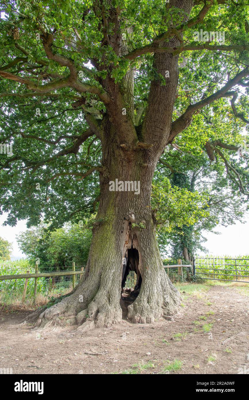 View of old tree with hollow trunk named Faerie Tree along the ...