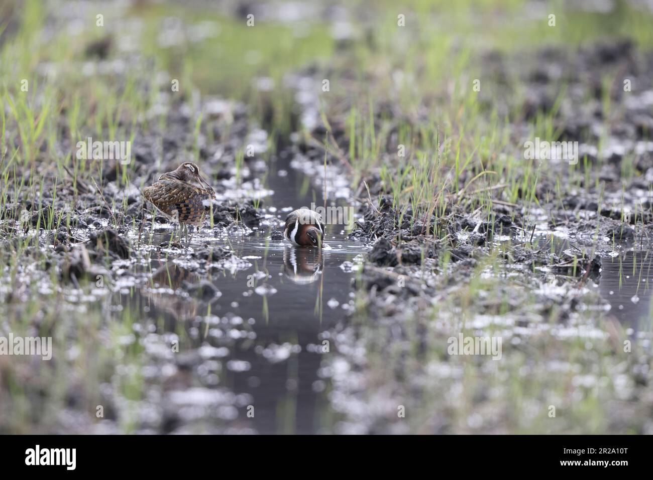 Greater painted-snipe (Rostratula benghalensis) in Japan Stock Photo ...