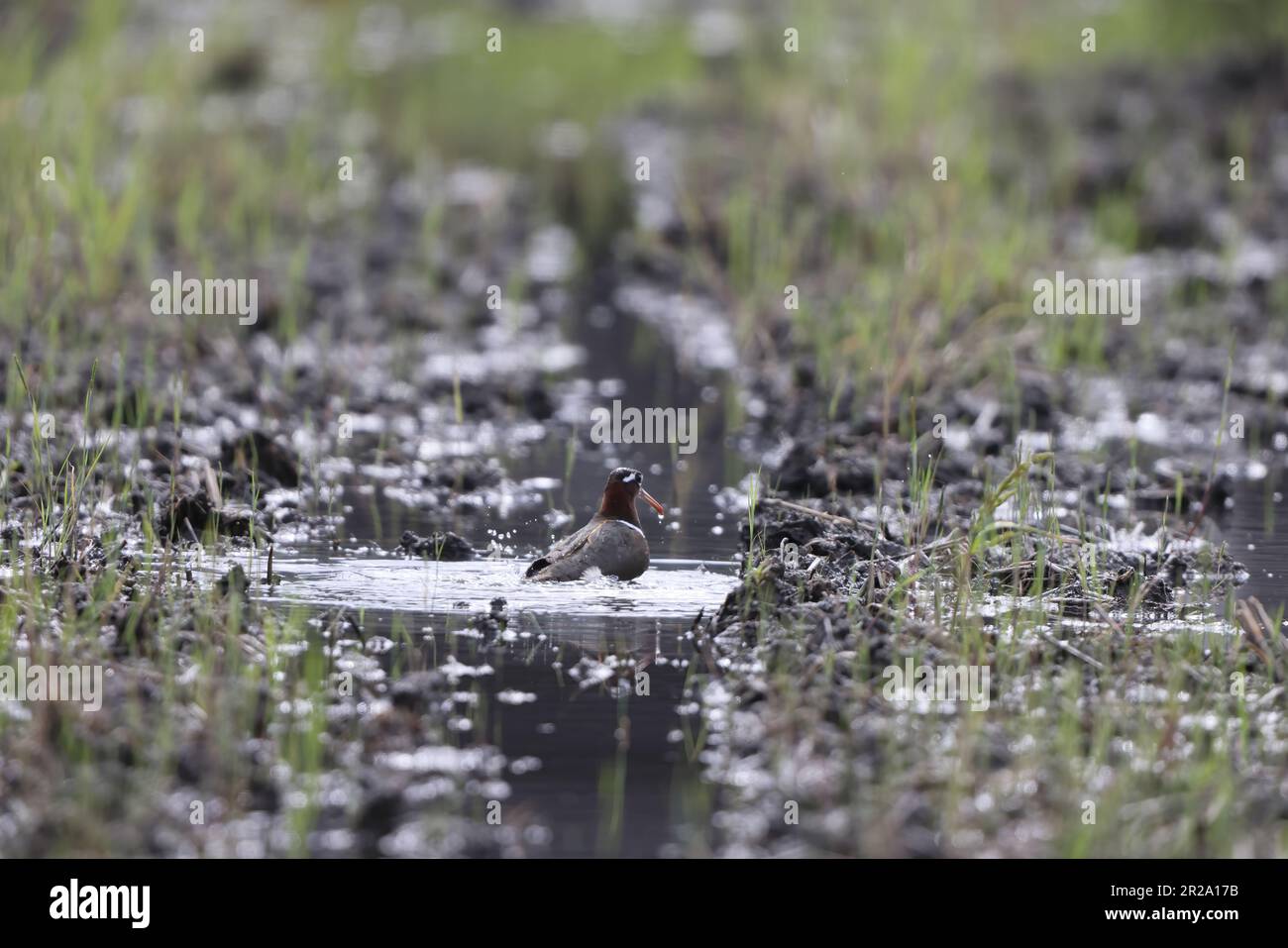 Greater painted-snipe (Rostratula benghalensis) in Japan Stock Photo ...