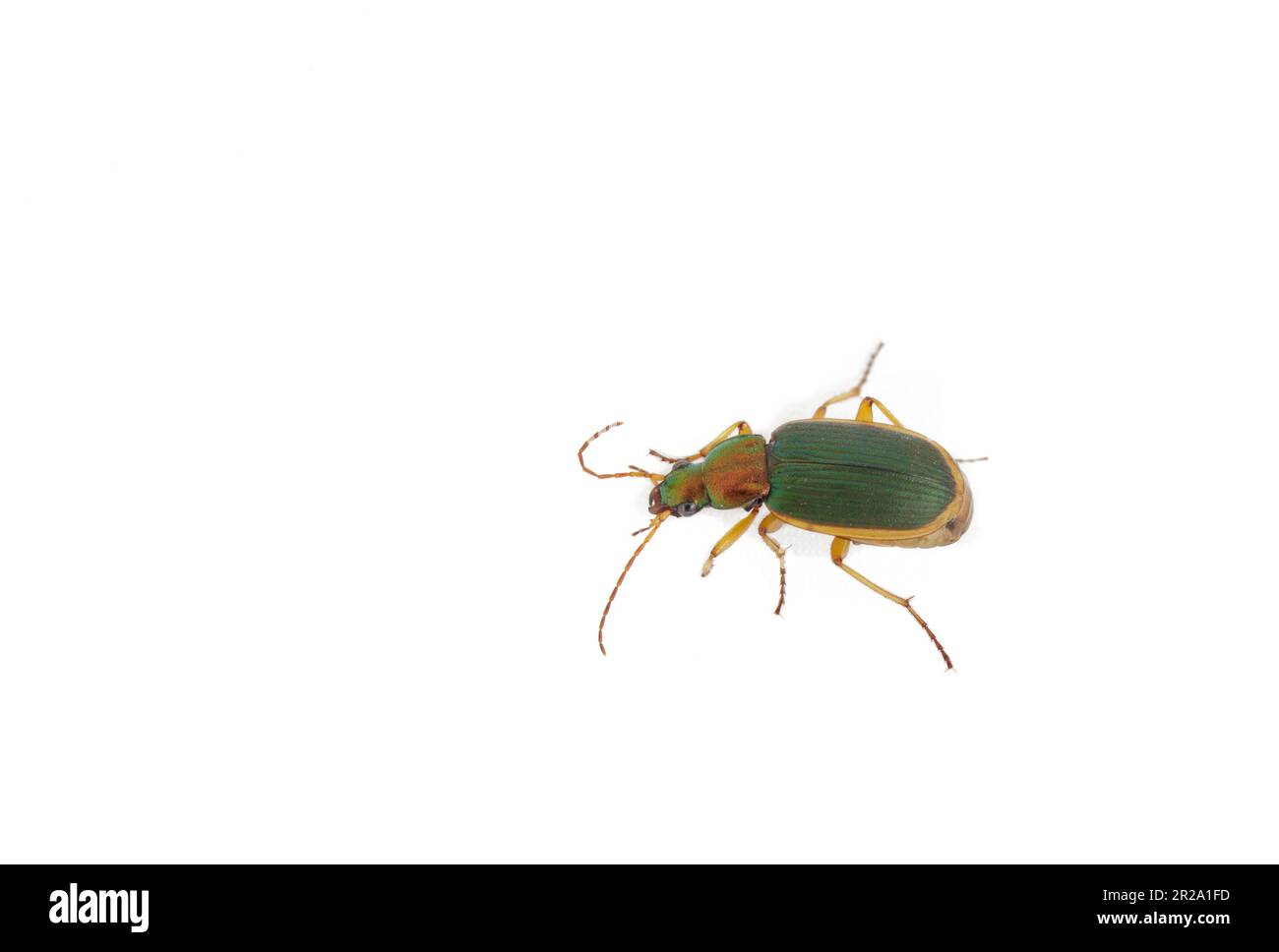 Fauna stock photo Cut Out Stock Images & Pictures - Alamy