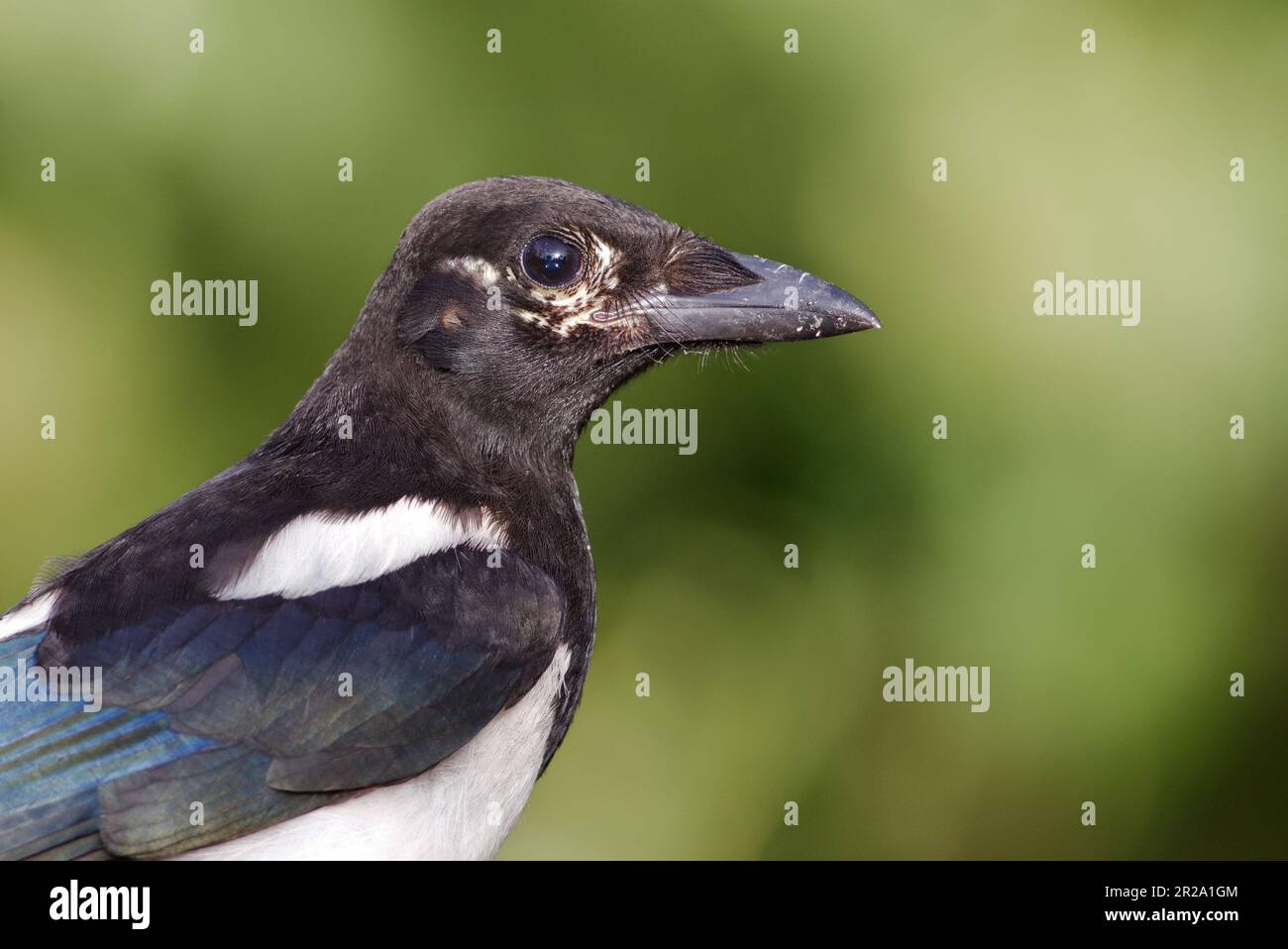 Common Magpie (Pica Pica) close up portrait on isolated green ...