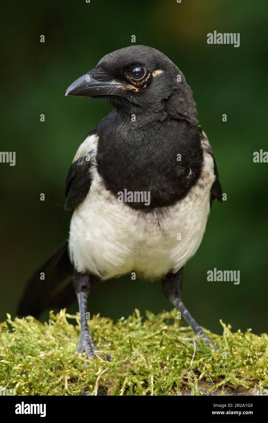 Eurasian Magpie (Pica Pica) close up portrait. Bird with dark black ...