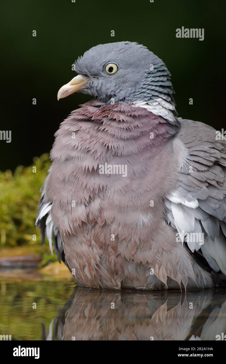Common wood pigeon taking a bath, fluffing-up feathers, adult, close up ...