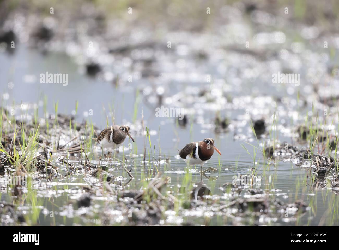 Greater painted-snipe (Rostratula benghalensis) in Japan Stock Photo ...