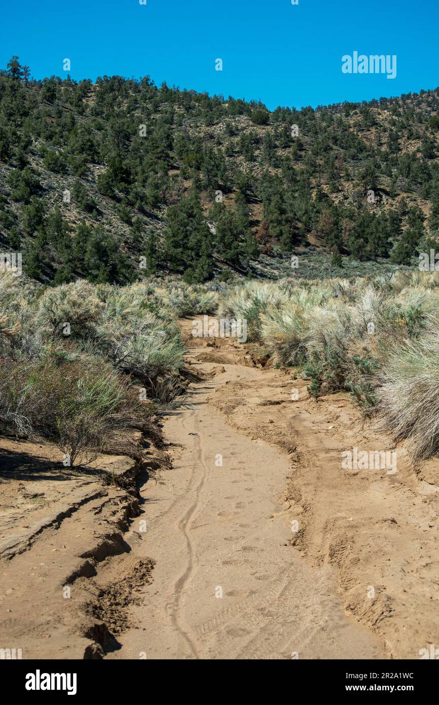 The Volcanic Tablelands, an area just north of Bishop, Inyo County, CA ...