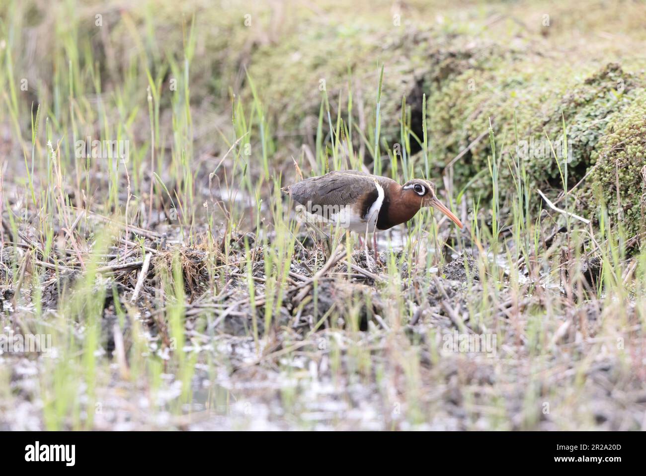Greater painted-snipe (Rostratula benghalensis) in Japan Stock Photo ...
